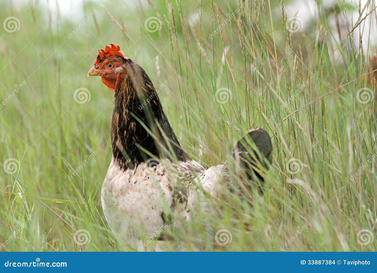 Hen Hiding in the Big Grass Stock Photo - Image of countryside ...