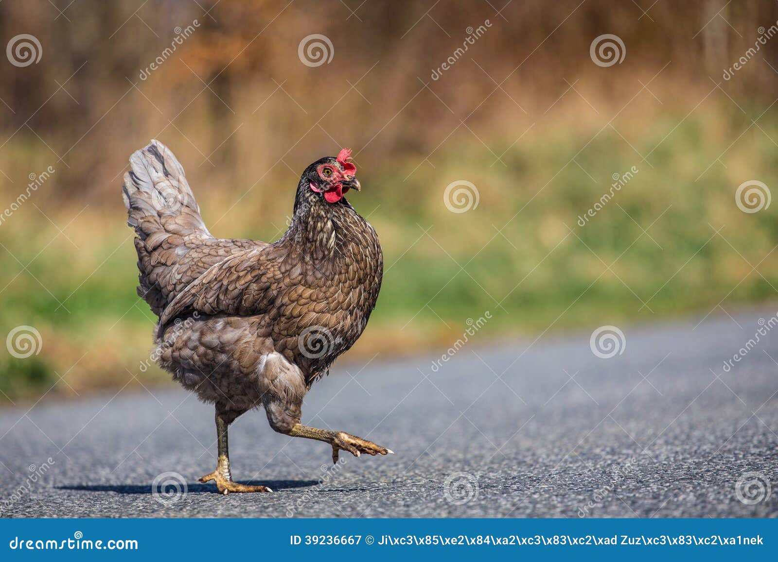 Hen home run stock image. Image of grass, poultry, chicken - 39236667