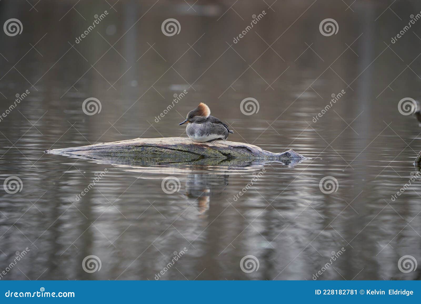 Hen Hooded Merganser on the River Stock Image - Image of nature, wild ...