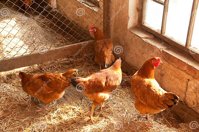 Hen house stock photo. Image of inside, farming, birds - 16101470