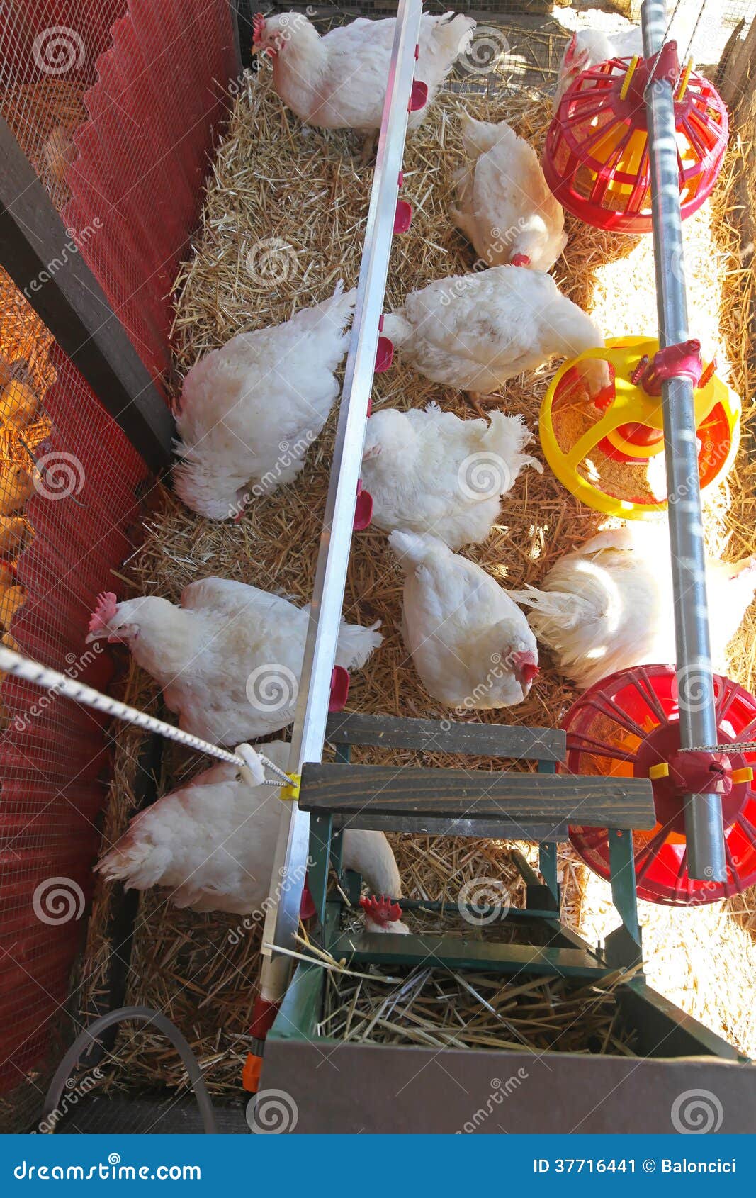Hen house stock image. Image of feed, perches, boxes - 37716441