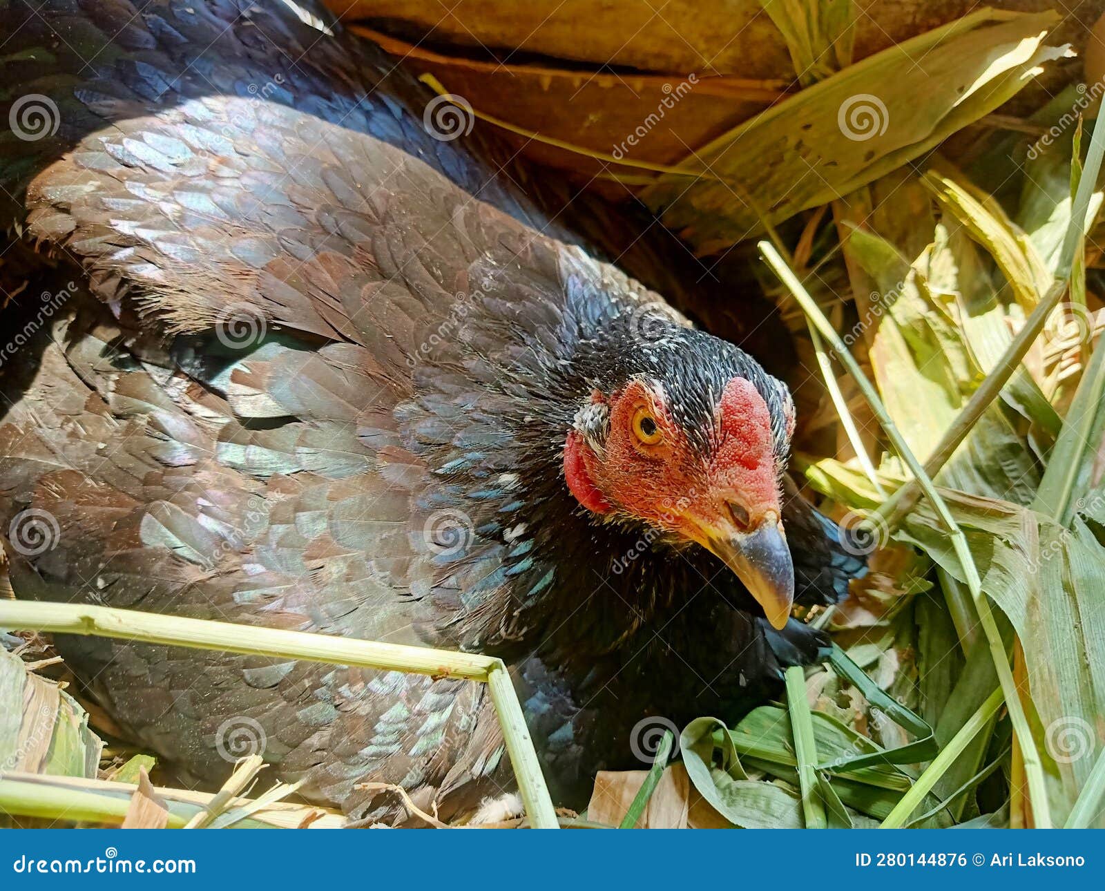 The Hen is Incubating Her Eggs Stock Photo - Image of incubating ...