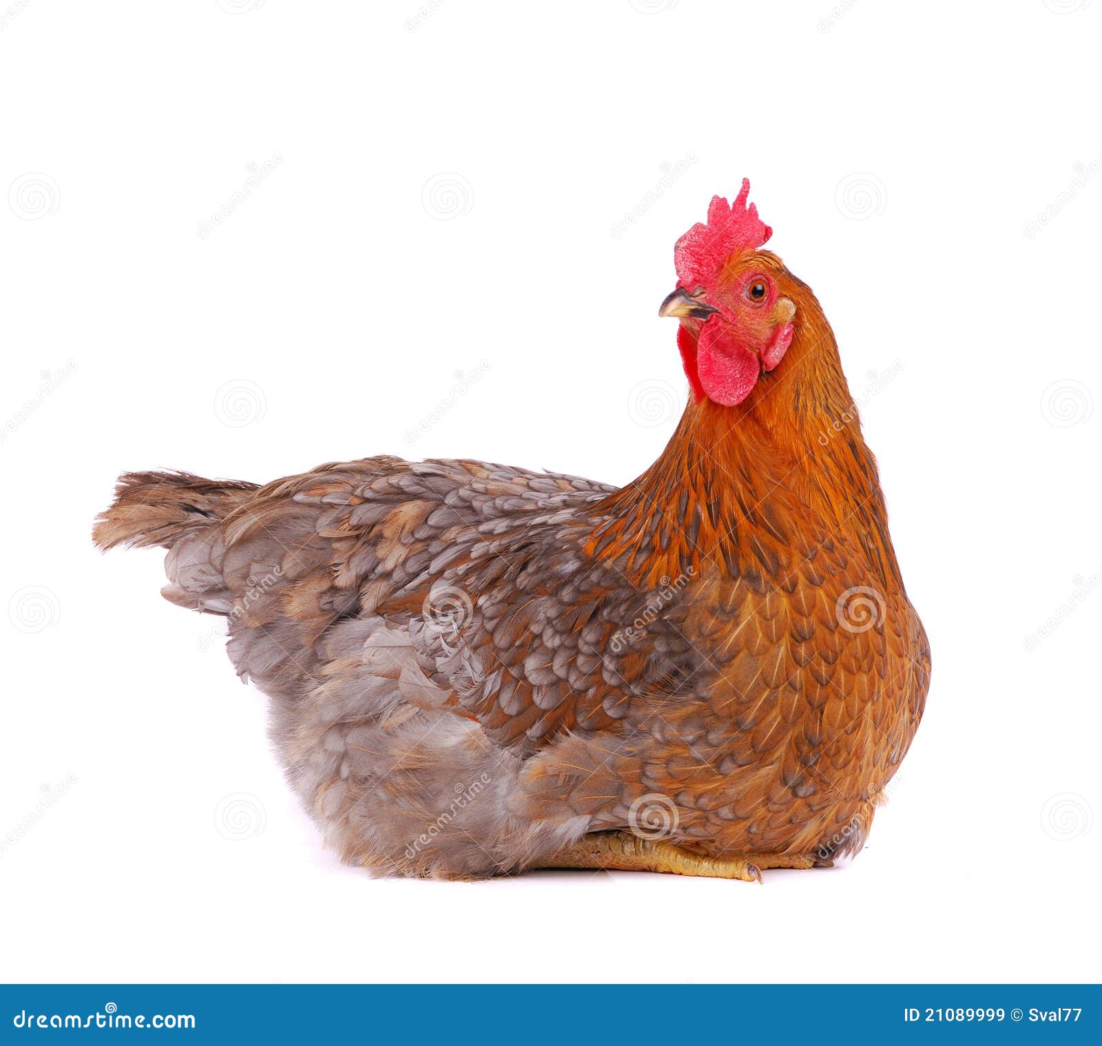 Hen isolated on white. stock image. Image of farm, domestic - 21089999