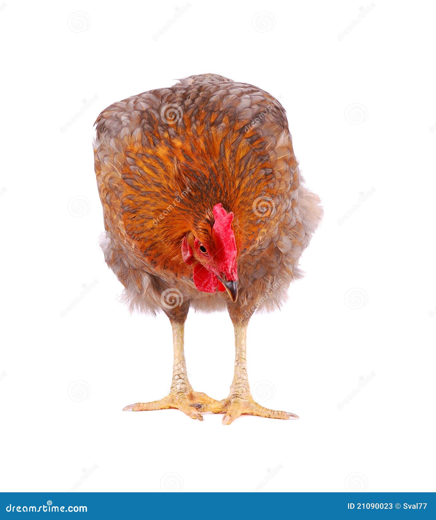 Hen isolated on white. stock image. Image of chick, look - 21090023