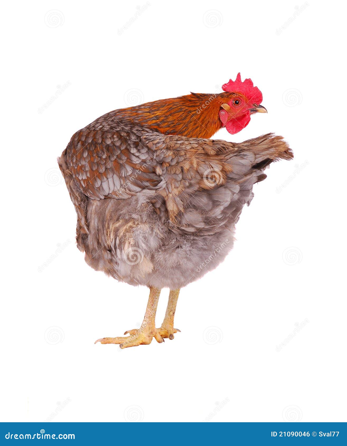 Hen isolated on white. stock photo. Image of standing - 21090046