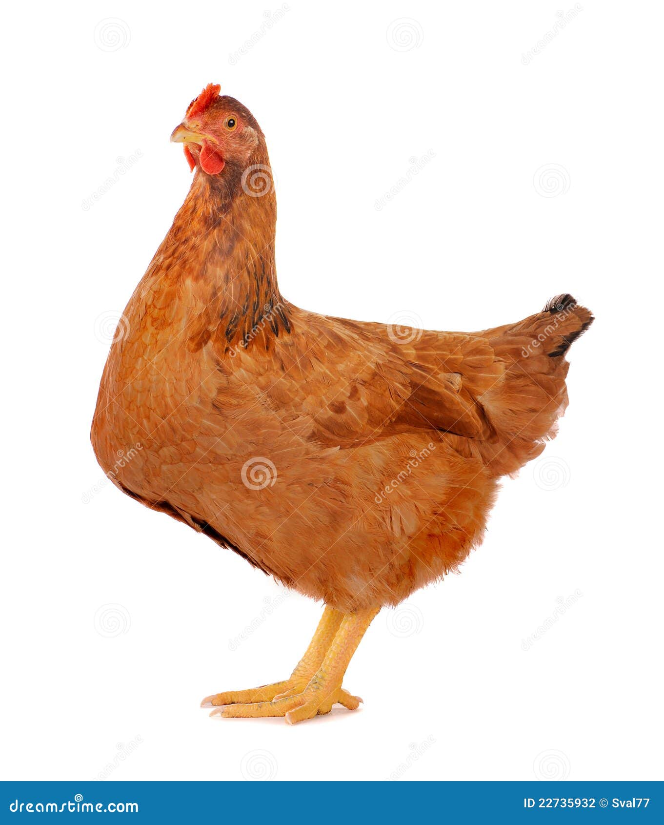 Hen isolated on white. stock photo. Image of isolated - 22735932