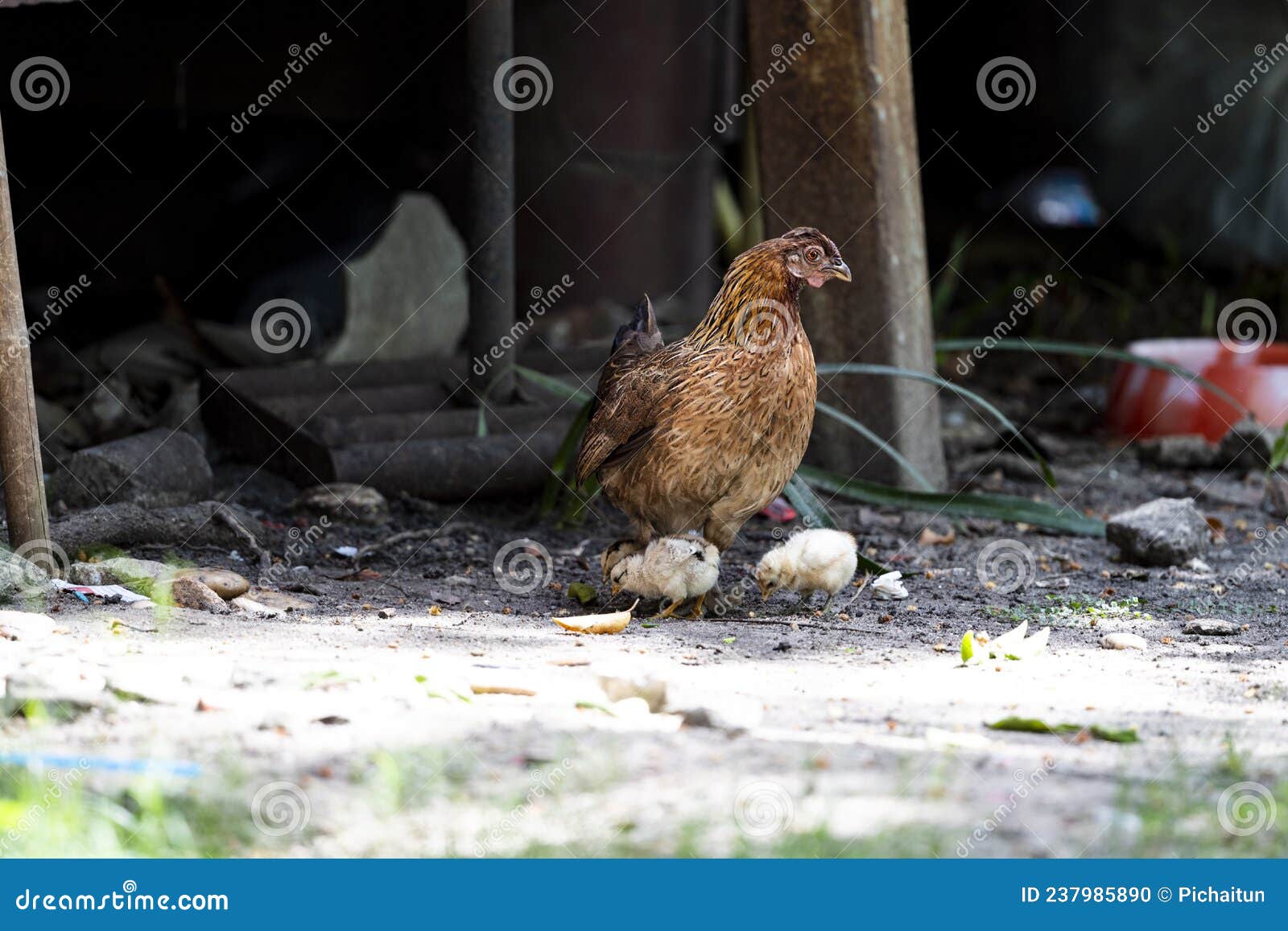 A hen with its chicken stock photo. Image of rounded - 237985890