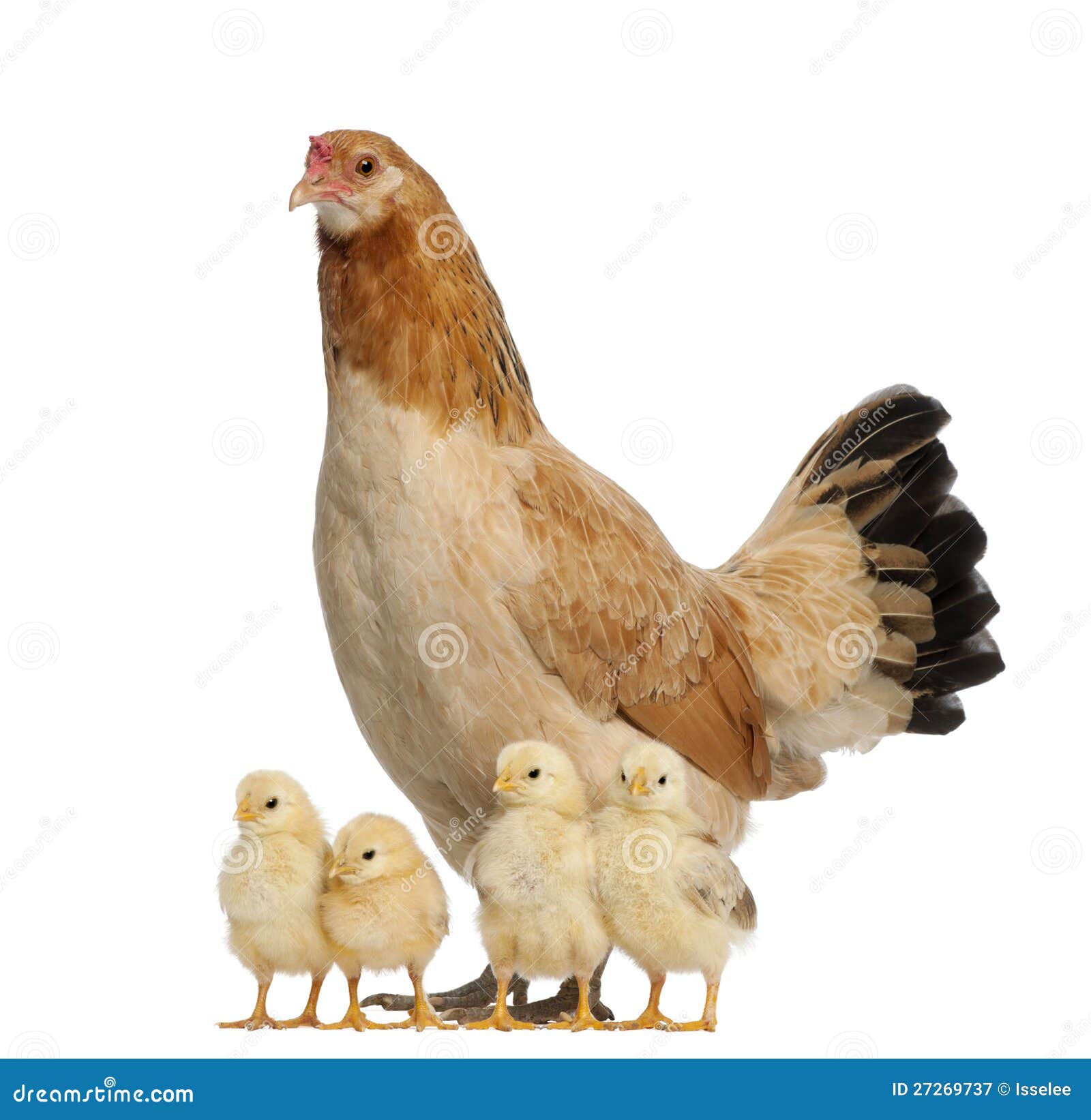 Hen with its chicks stock image. Image of domestic, animal - 27269737