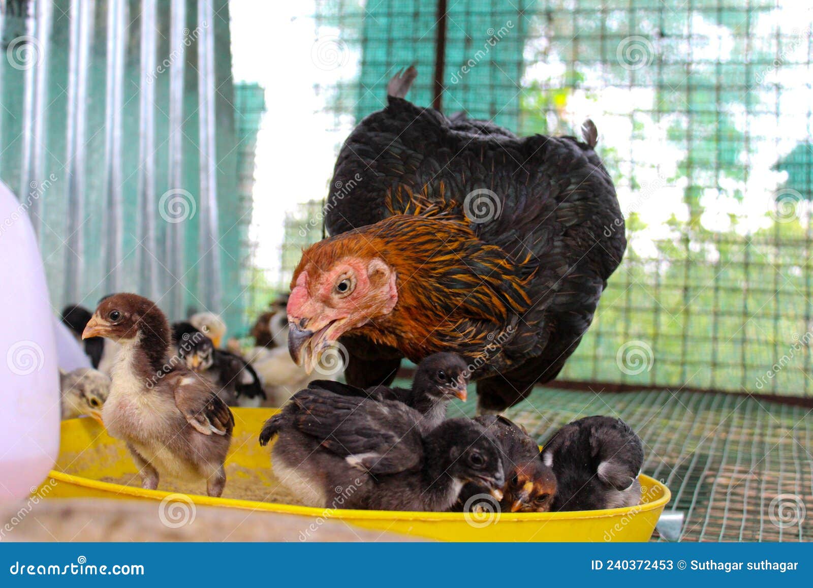 A Hen and Its Chicks are Looks Beautiful. a Hen Feed Food for Its ...