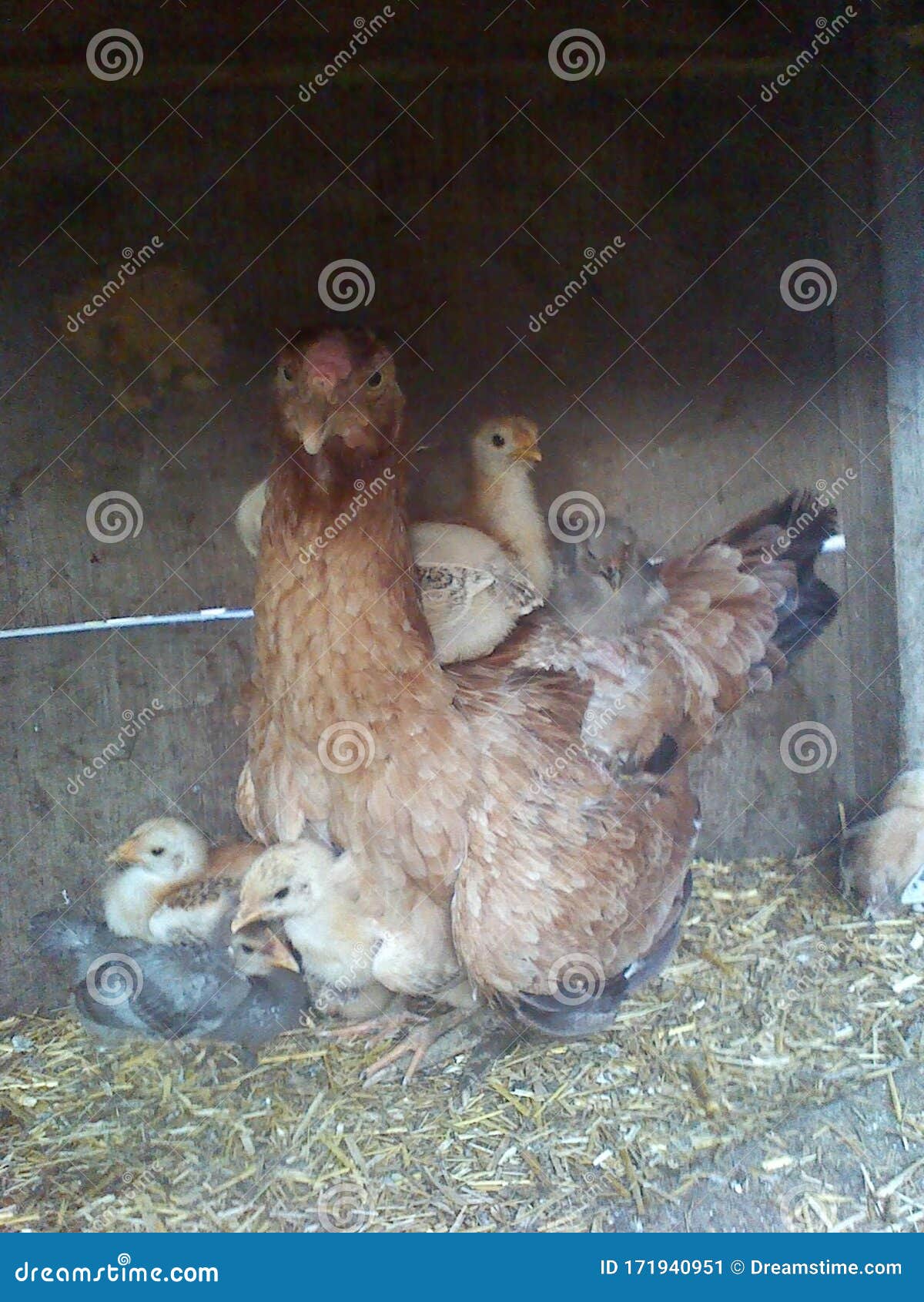 A hen with its chicks stock image. Image of winds, winter - 171940951