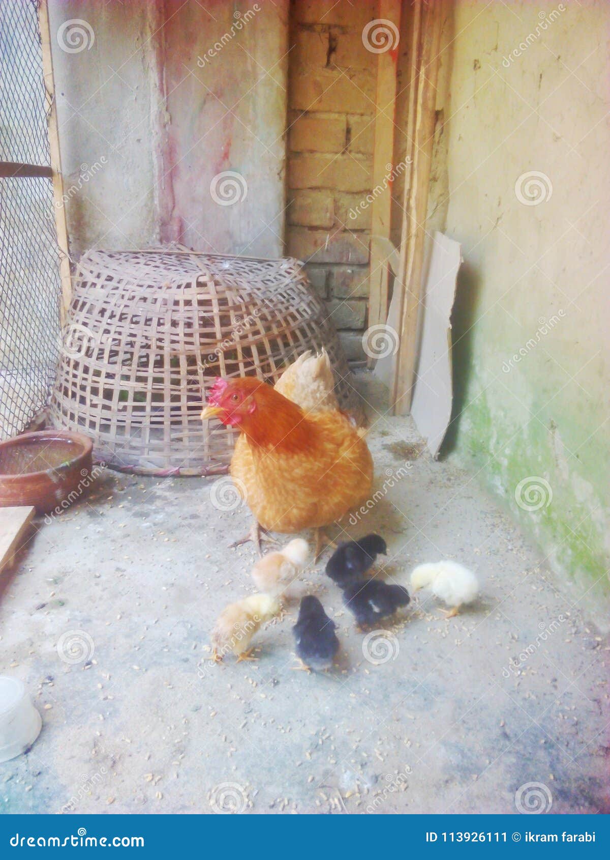 HEn stock image. Image of kids, 1han - 113926111