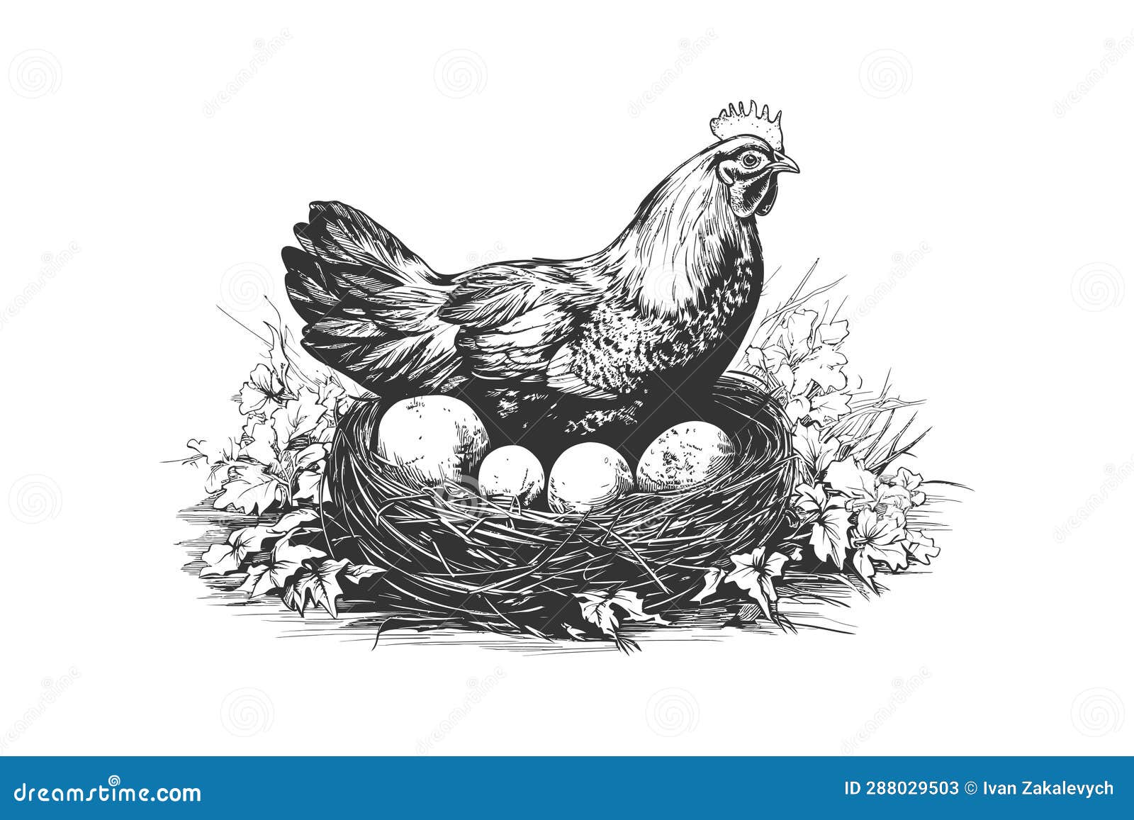Hen Laying Eggs in the Nest Sketch Hand Drawn. Vector Illustration ...