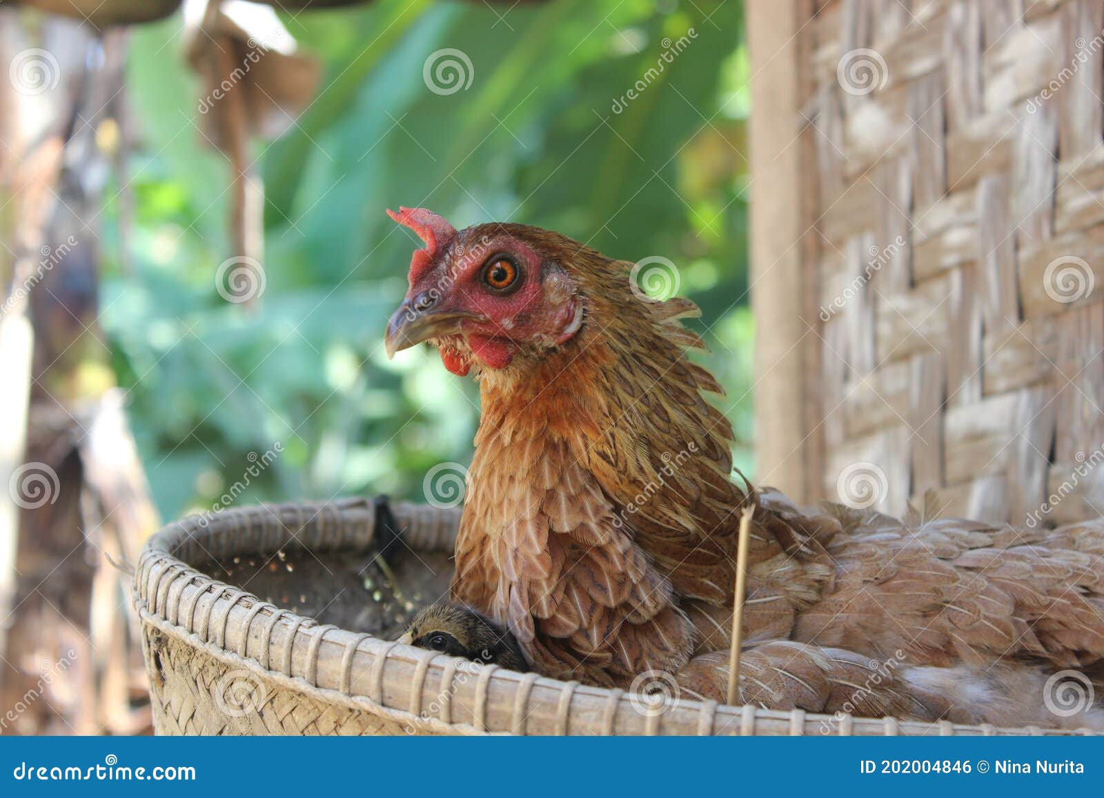 Hen look so angry stock photo. Image of fowl, chicken - 202004846