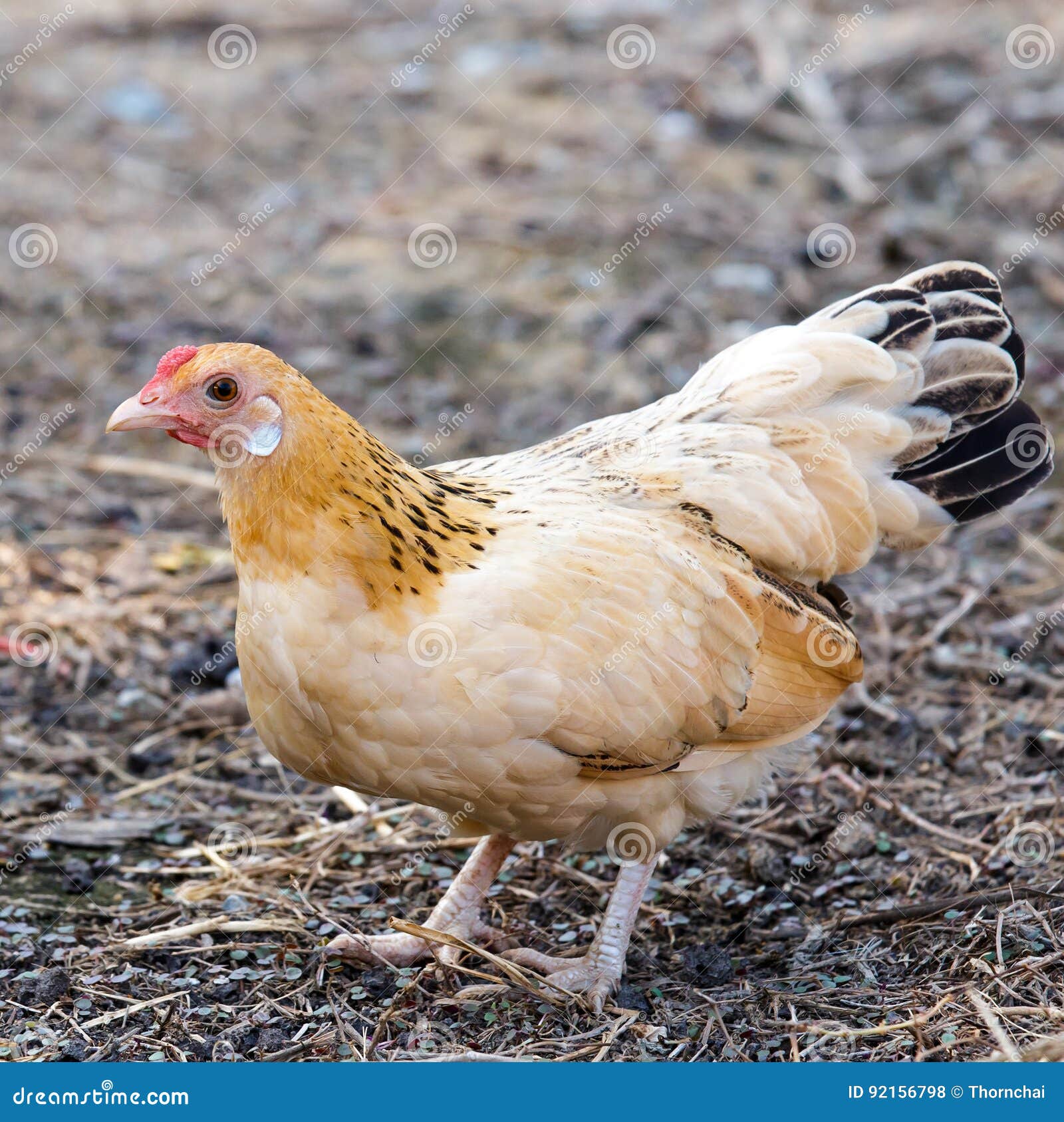 The Hen Look for Something Feed Stock Photo - Image of beautiful ...