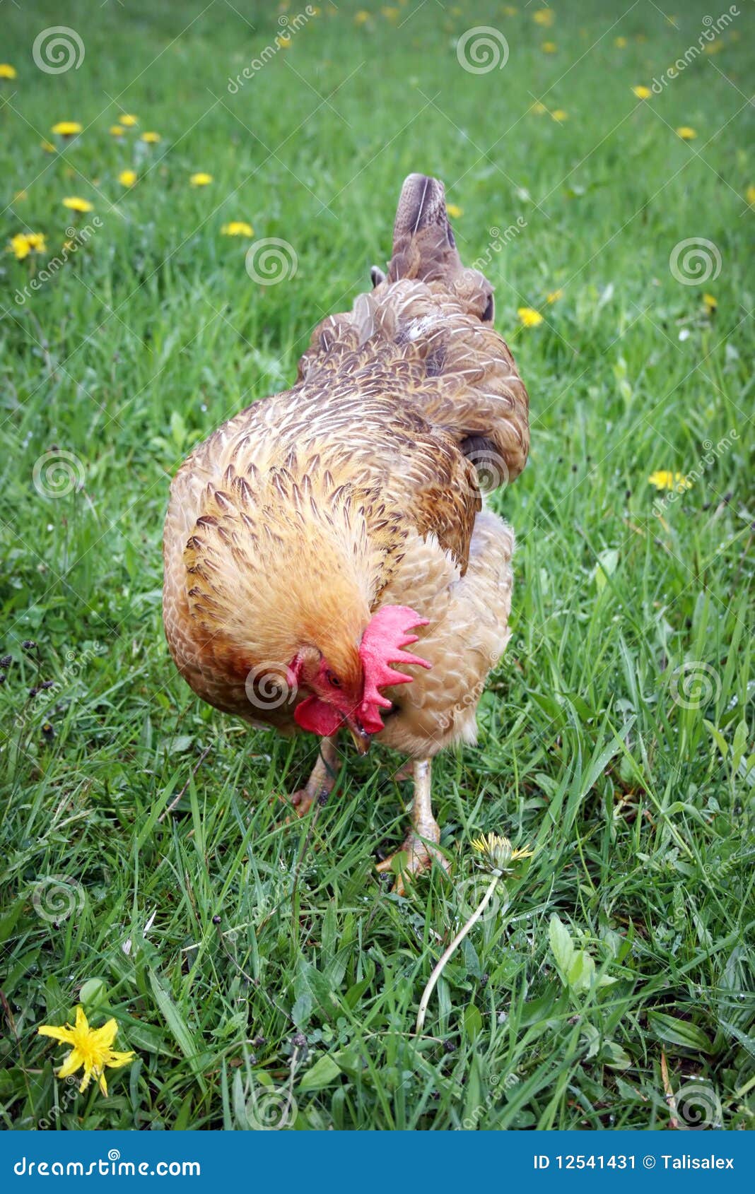 Hen looking down stock image. Image of beautiful, farmyard - 12541431