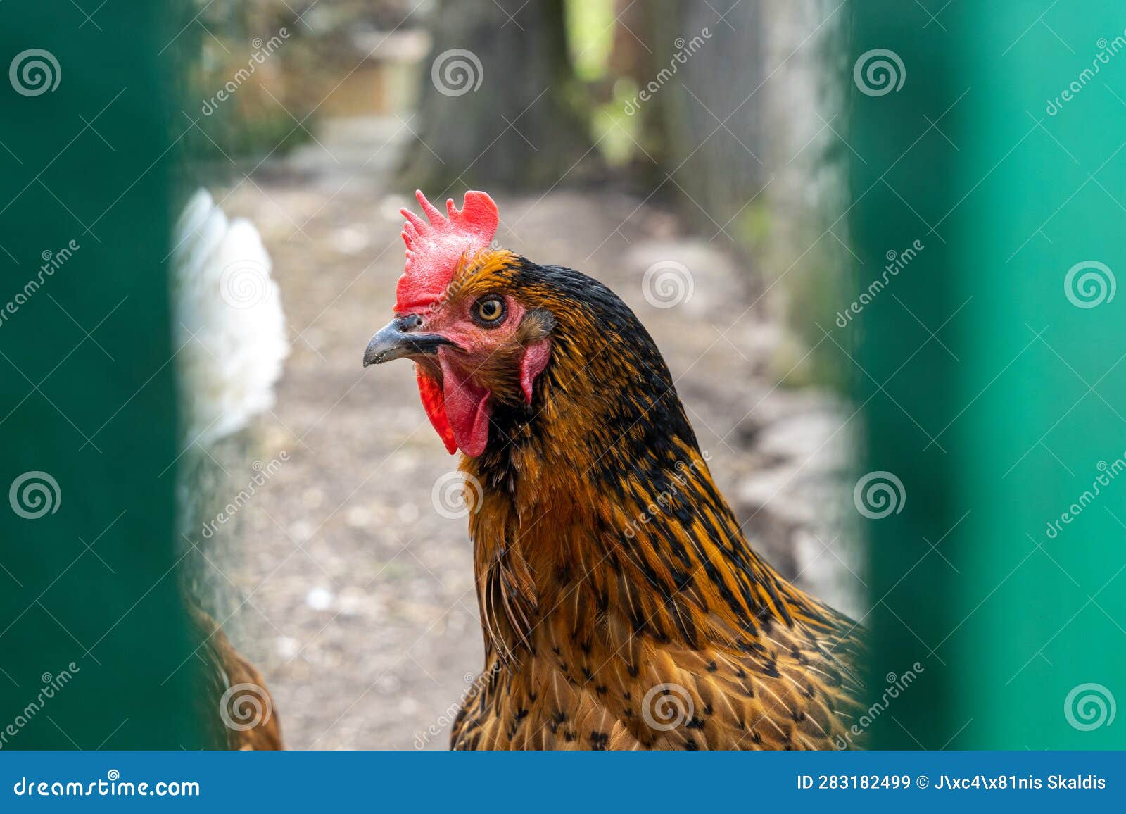 Hen Looking through Gap Behind Fence in Chicken Enclosure Stock Image ...