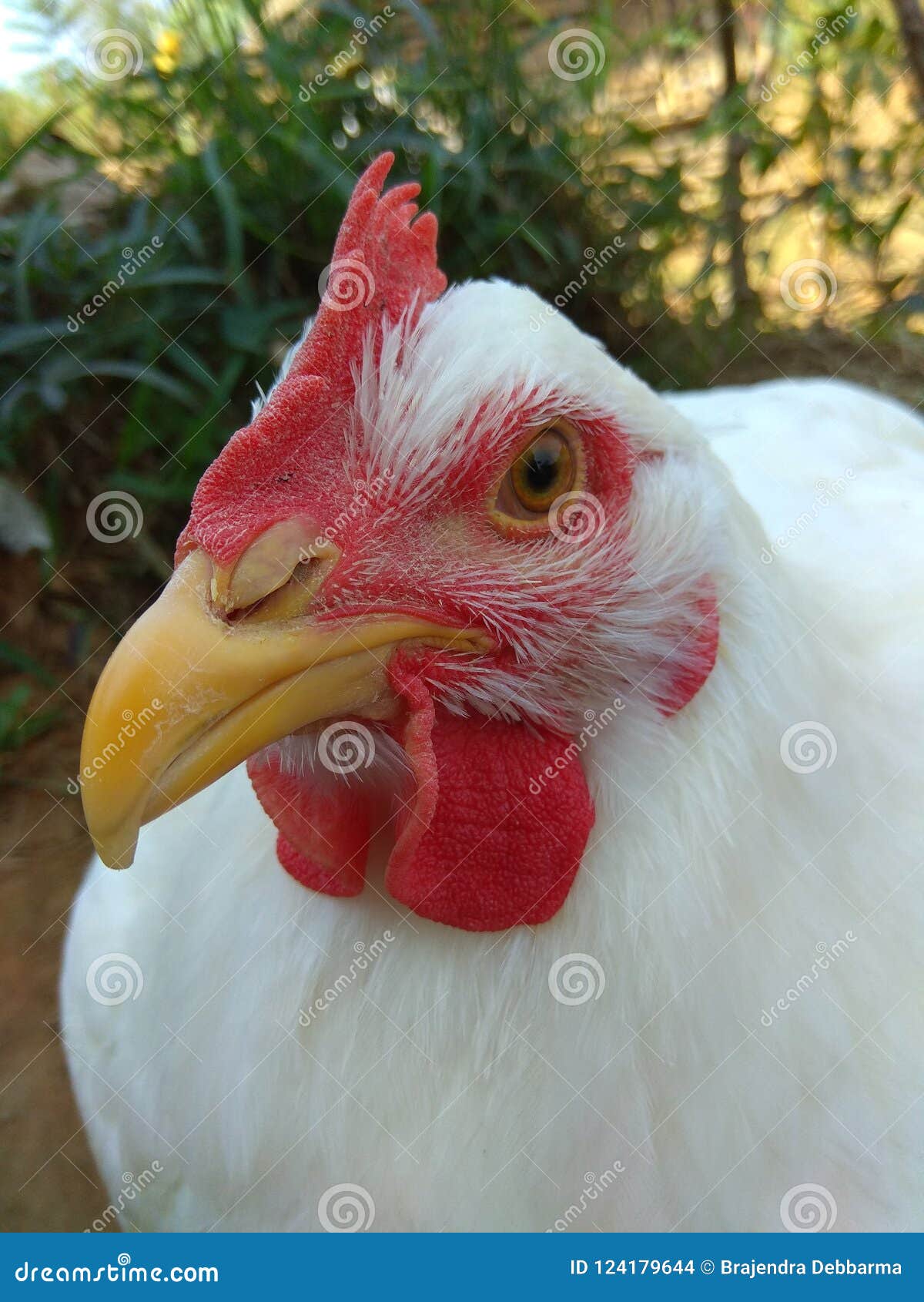 The hen stock photo. Image of looks, pretty, feel, fress - 124179644