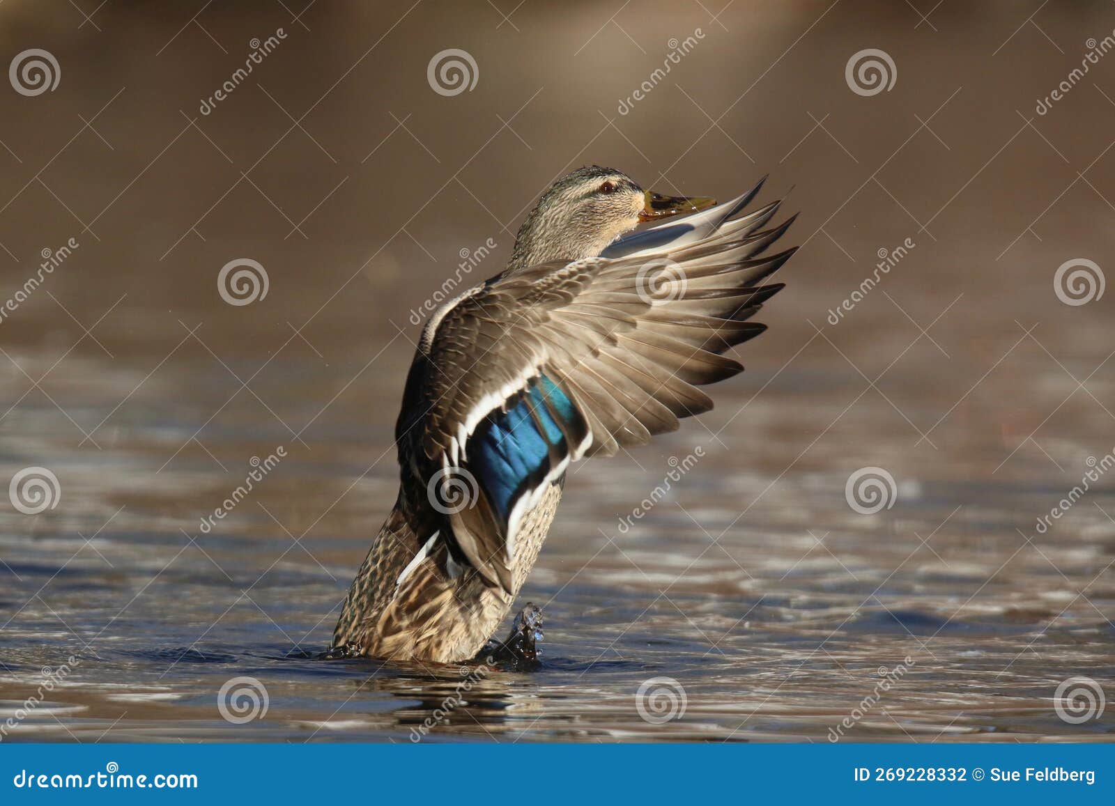 A Hen Mallard Duck Flapping Wings in Fall Stock Photo - Image of head ...