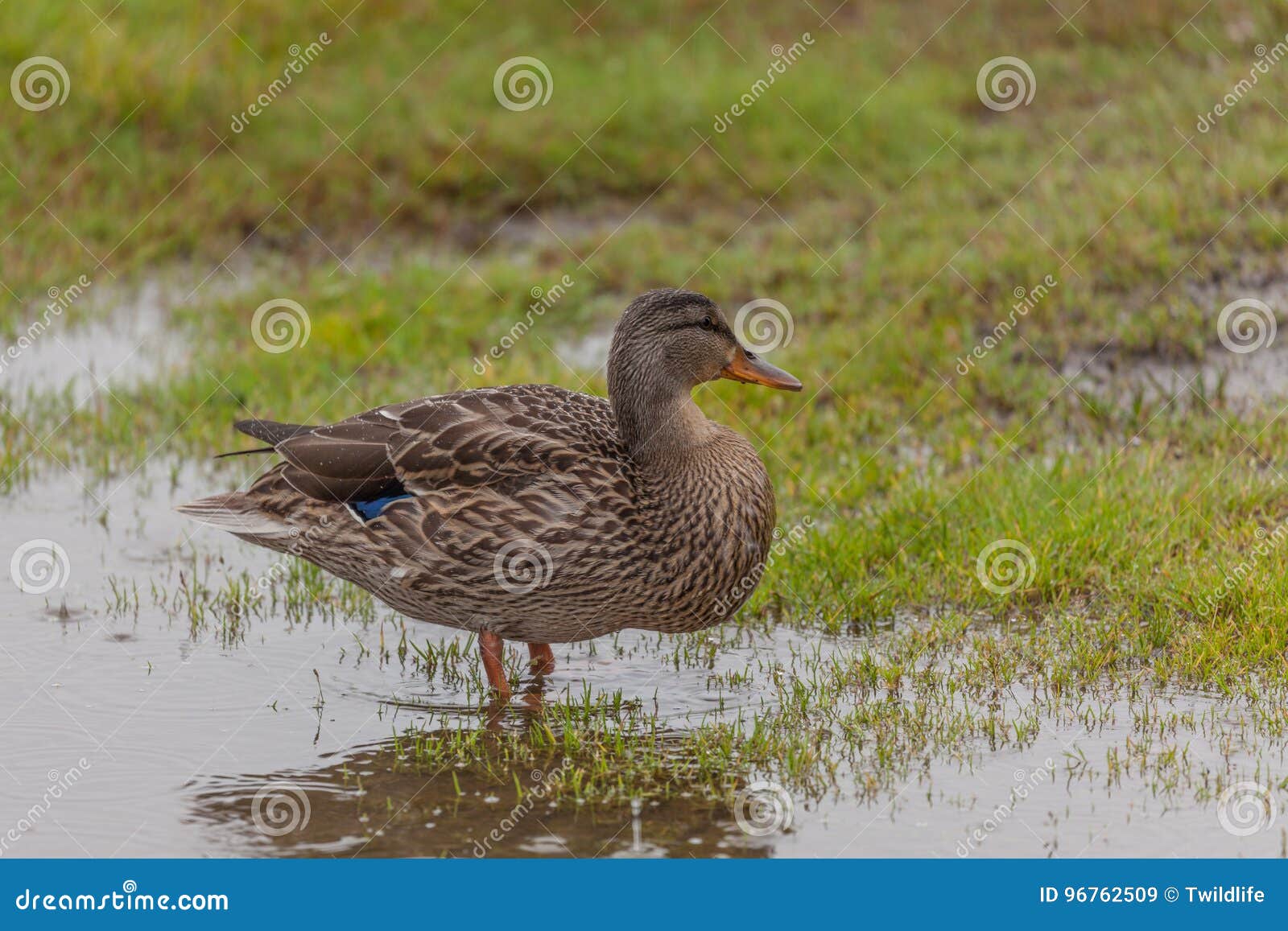 Hen Mallard in Rain stock image. Image of avian, nature - 96762509