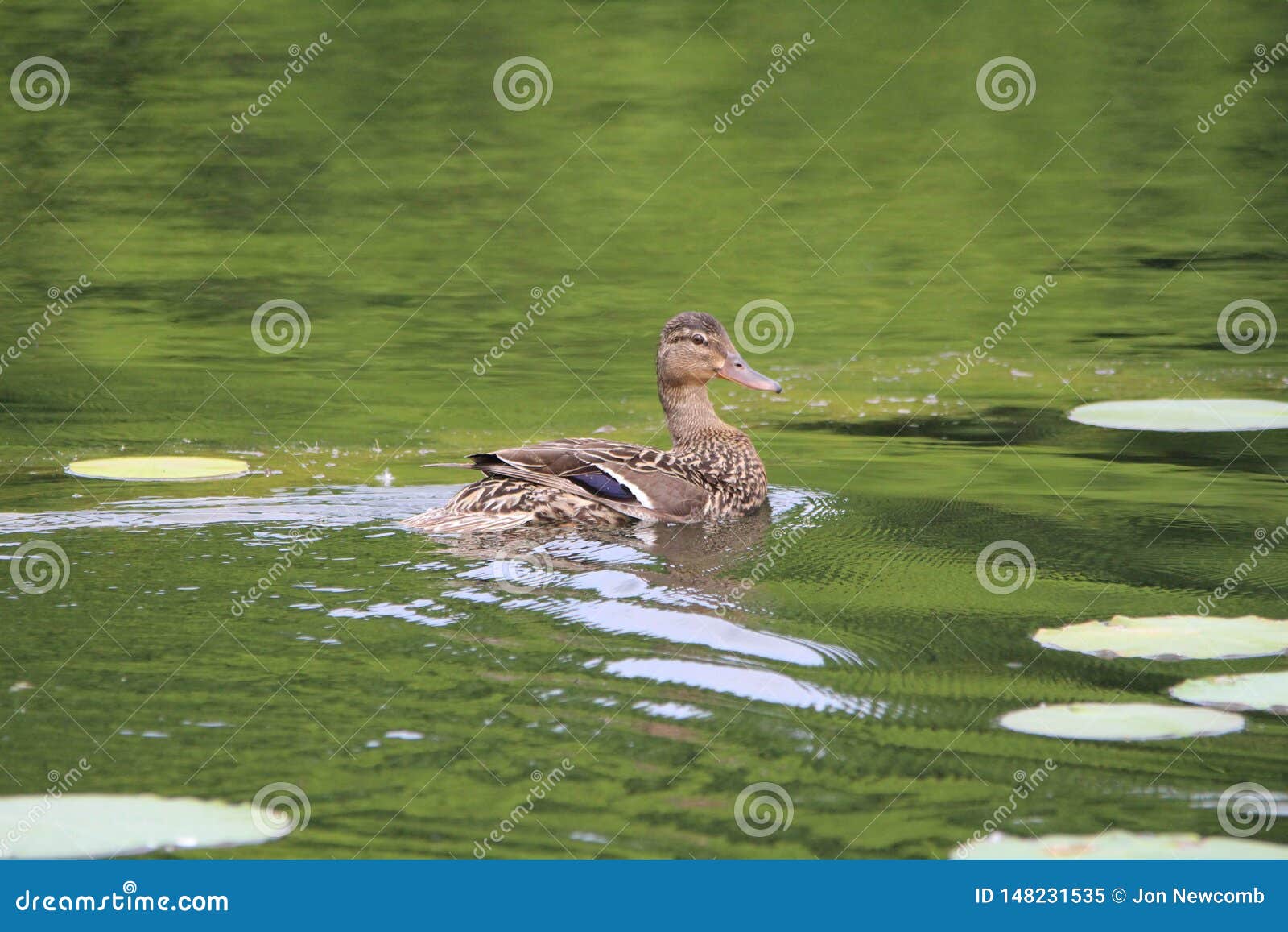 Hen Mallard on a pond. stock image. Image of swims, summer - 148231535