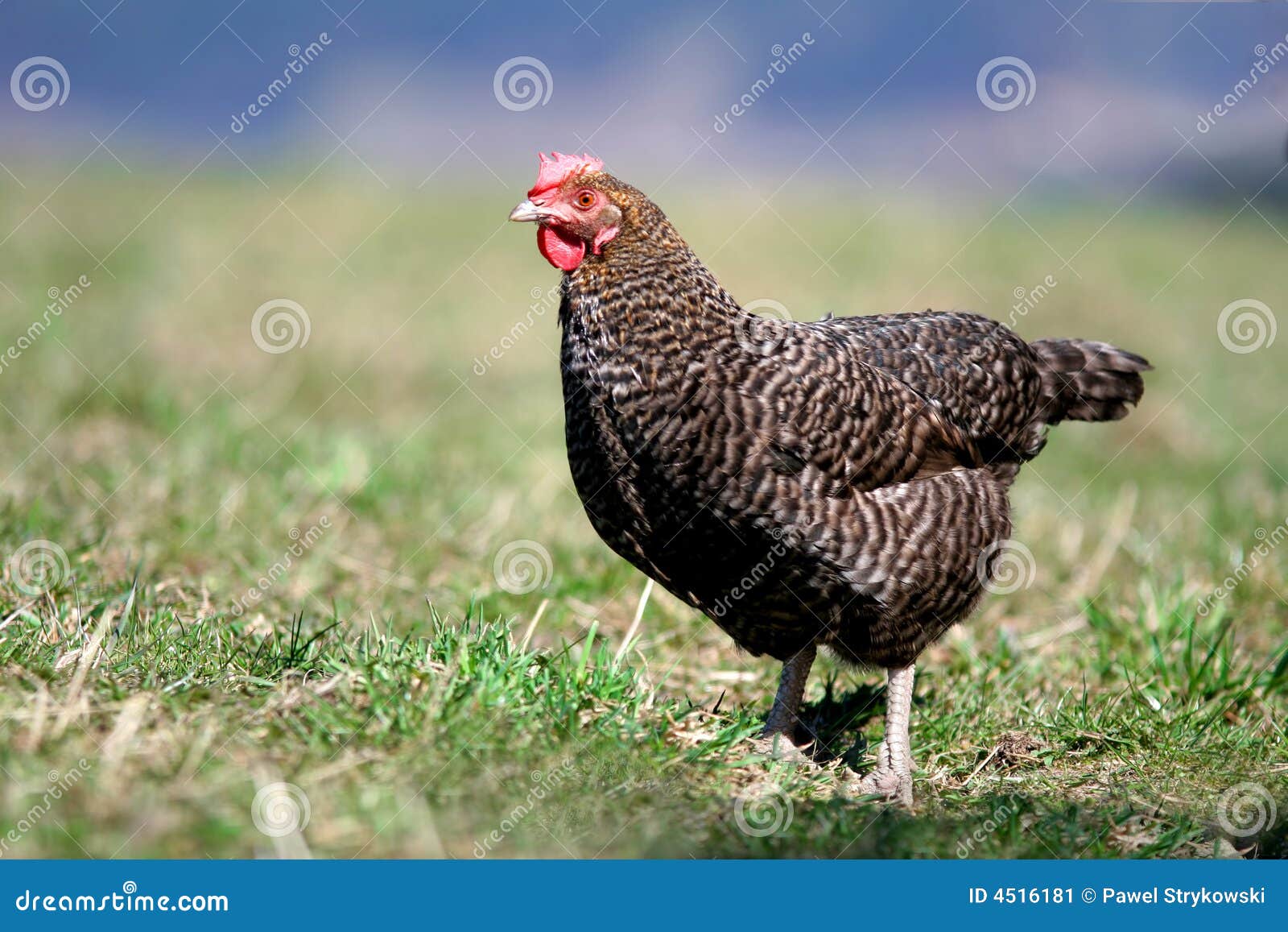 Hen on the meadow stock image. Image of horizontal, green - 4516181
