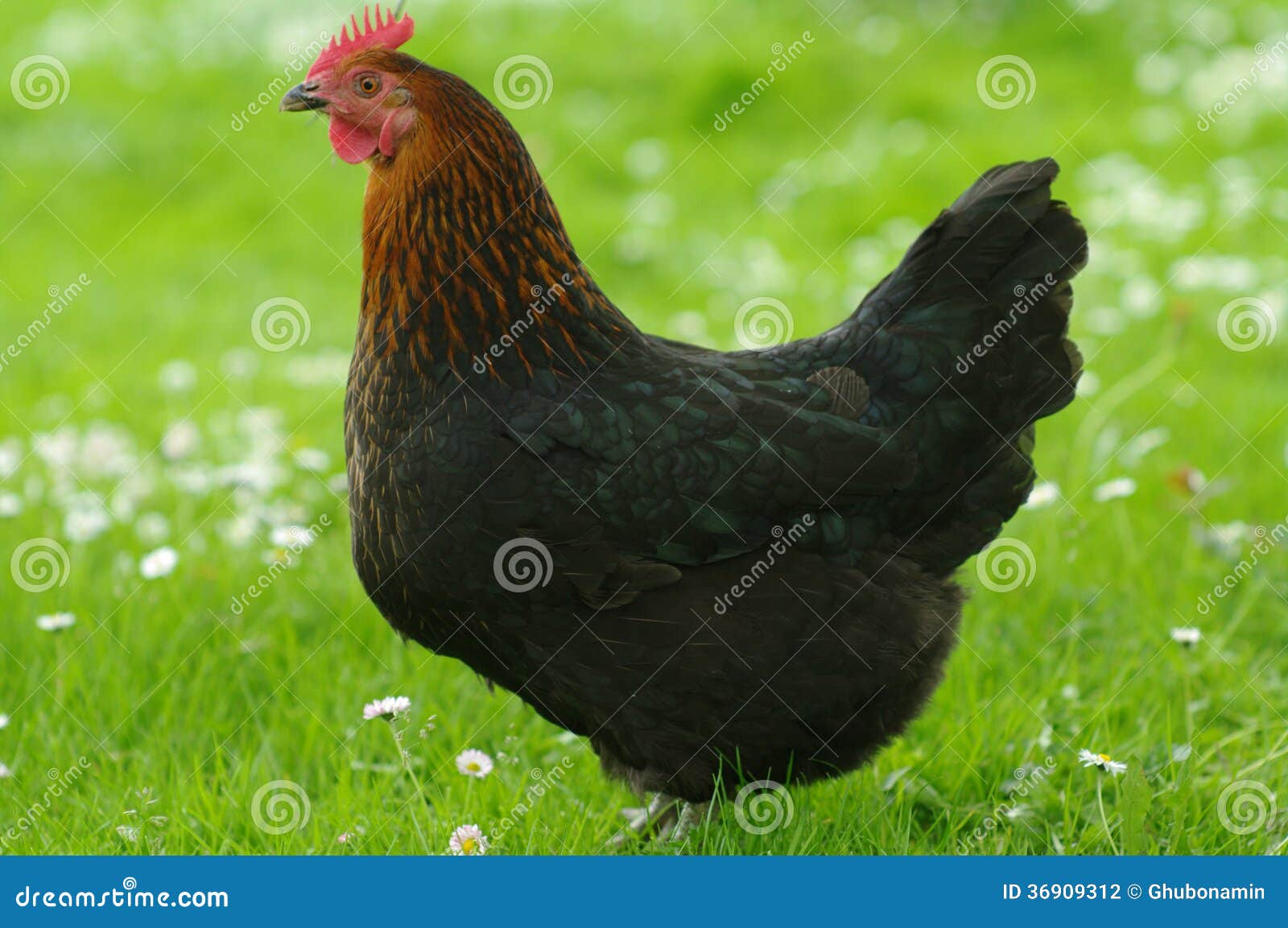 Hen in meadow stock photo. Image of farming, farmyard - 36909312