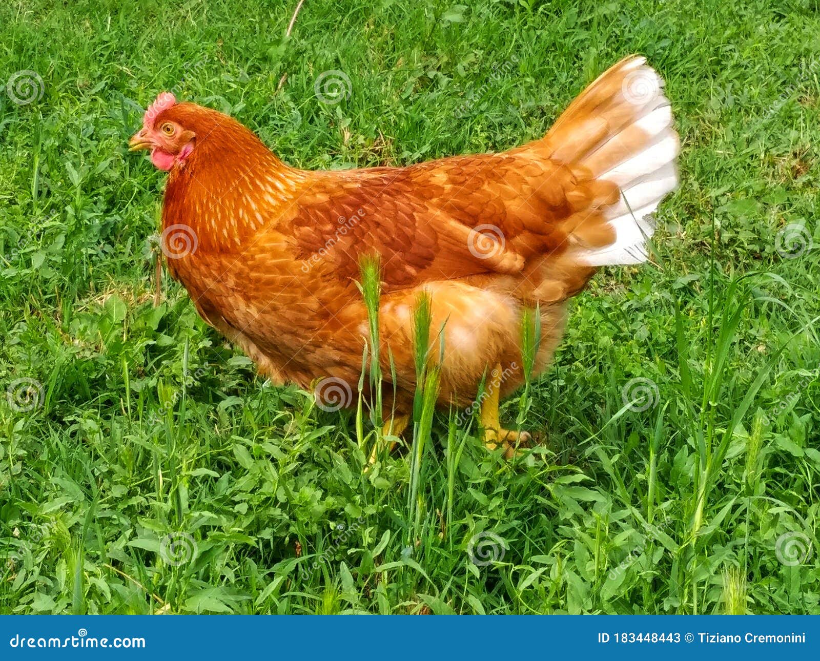 Hen in the Middle of the Meadow Stock Image - Image of grass, prairie ...