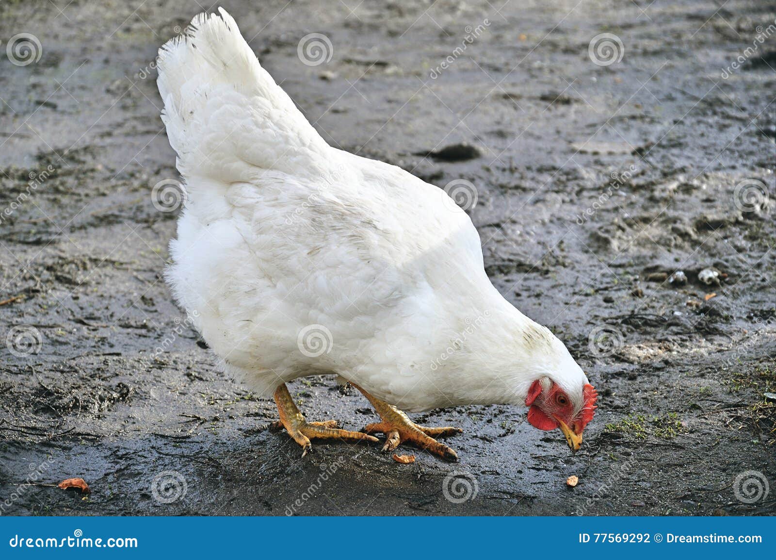 A hen in the mud stock photo. Image of pets, blue, chicken - 77569292