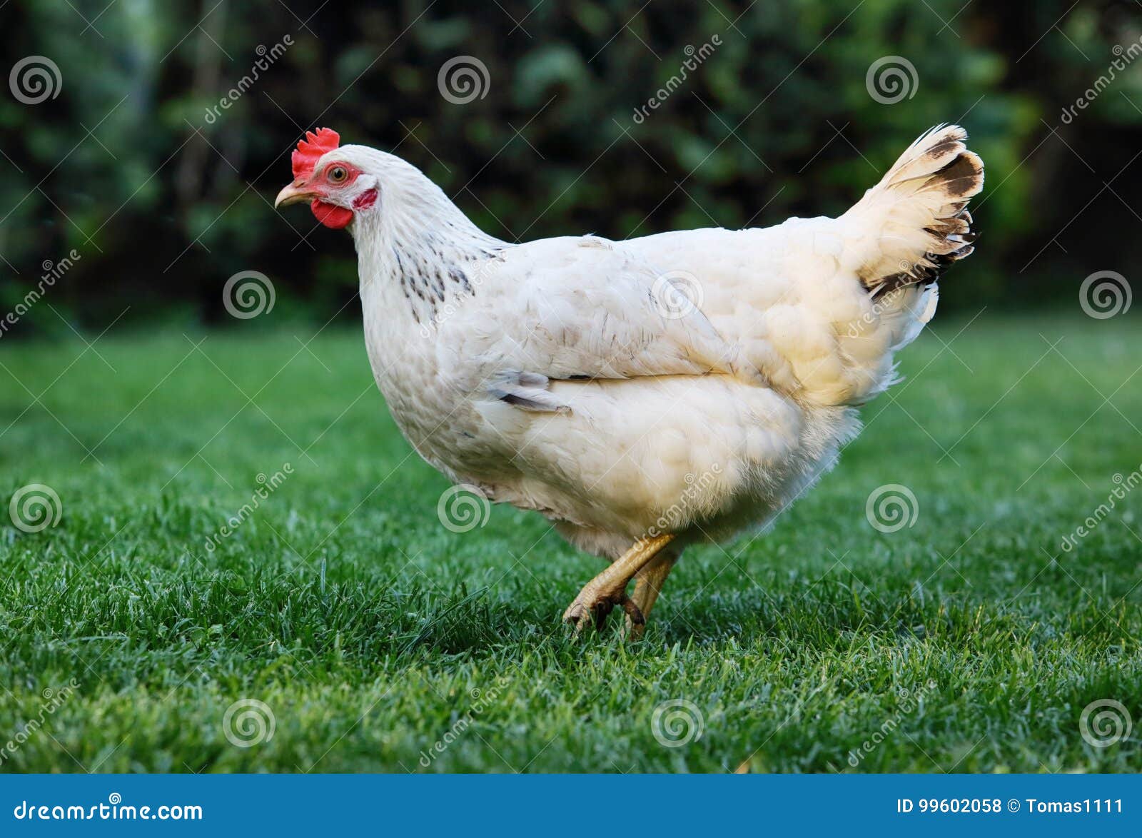 Hen in nature, Chicken stock photo. Image of agriculture - 99602058