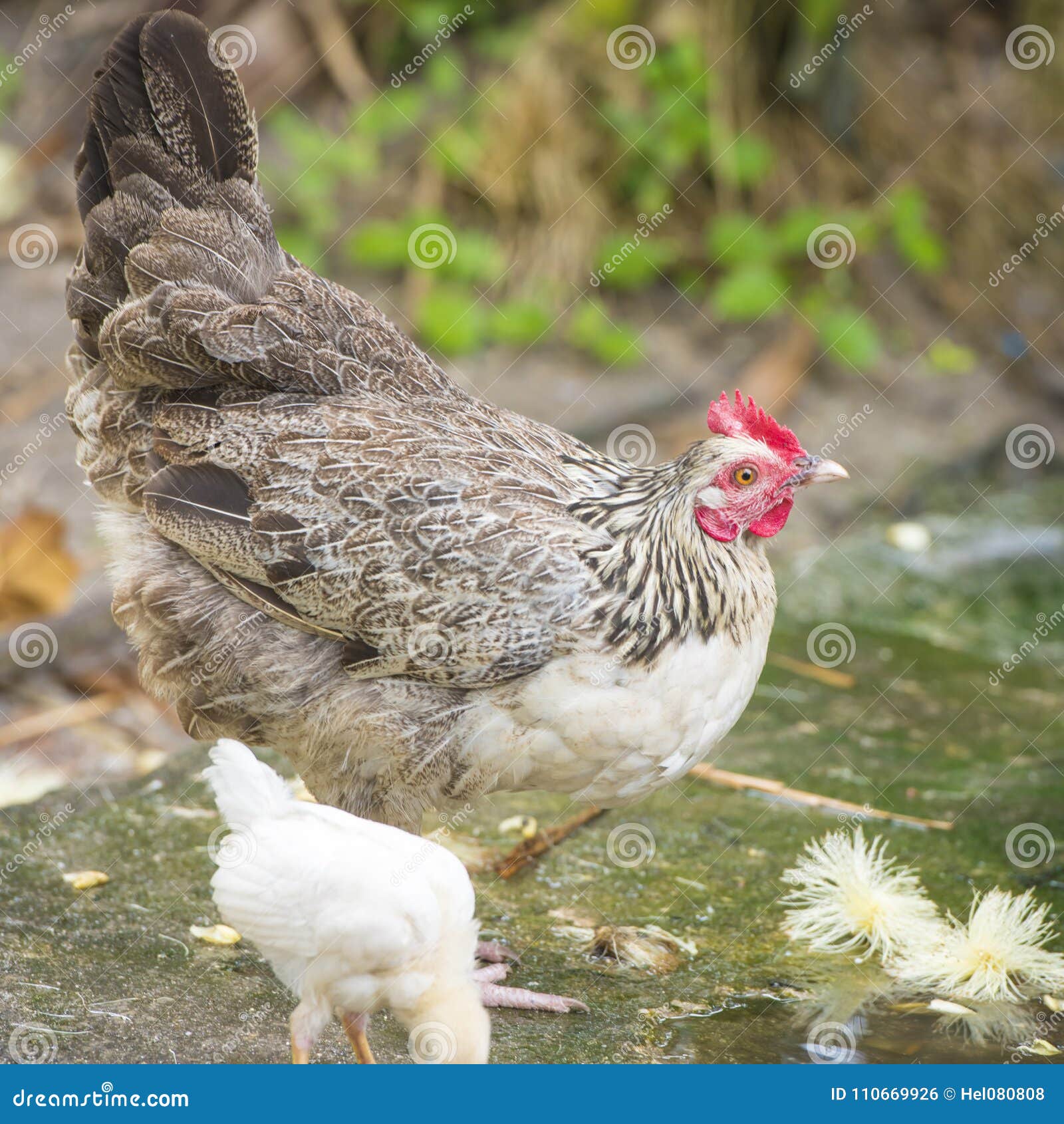 Hen in Nature, Freeroaming Hen in Garden Stock Photo - Image of brown ...