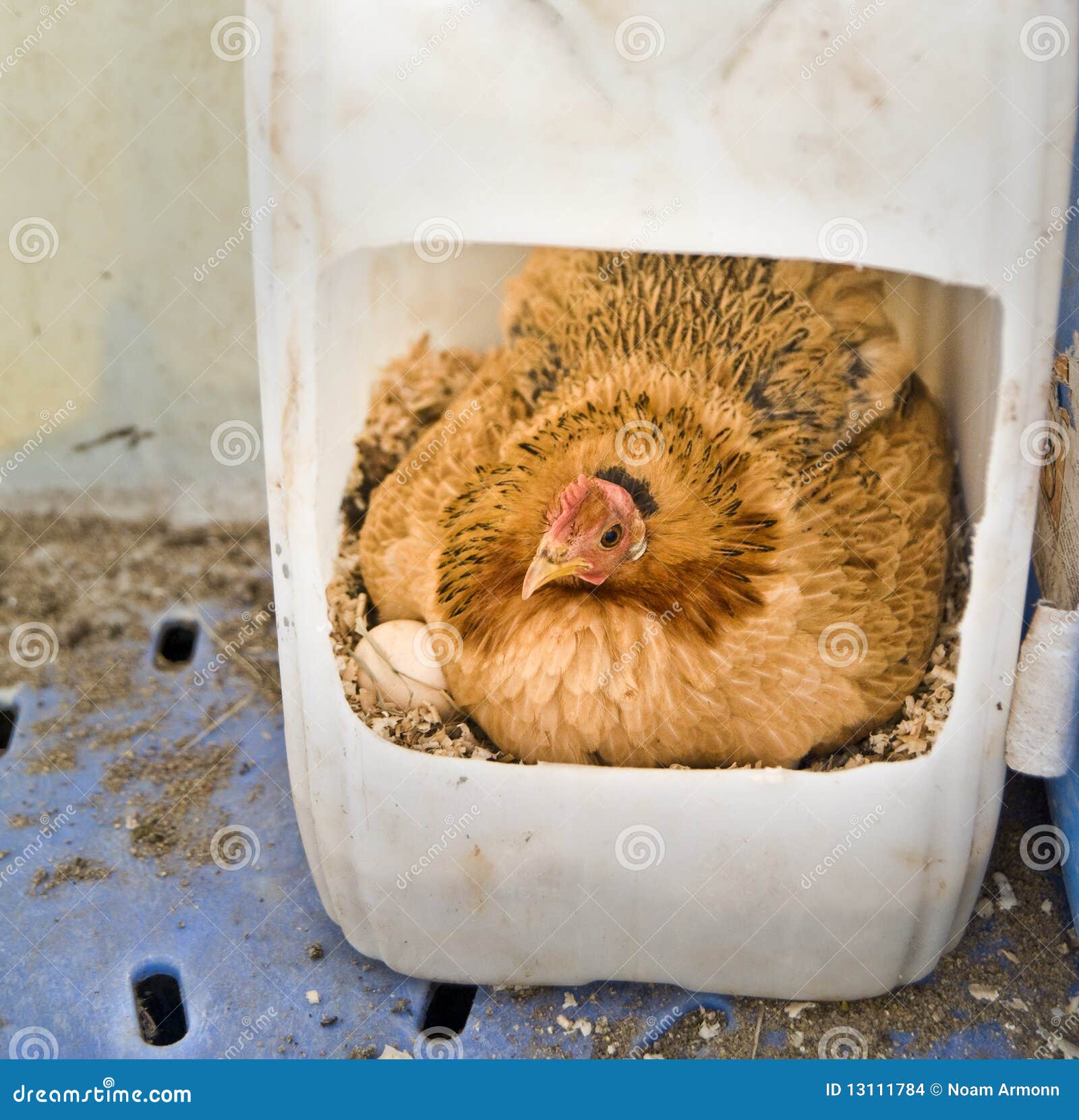 Hen in nest stock photo. Image of volatile, chicken, party - 13111784
