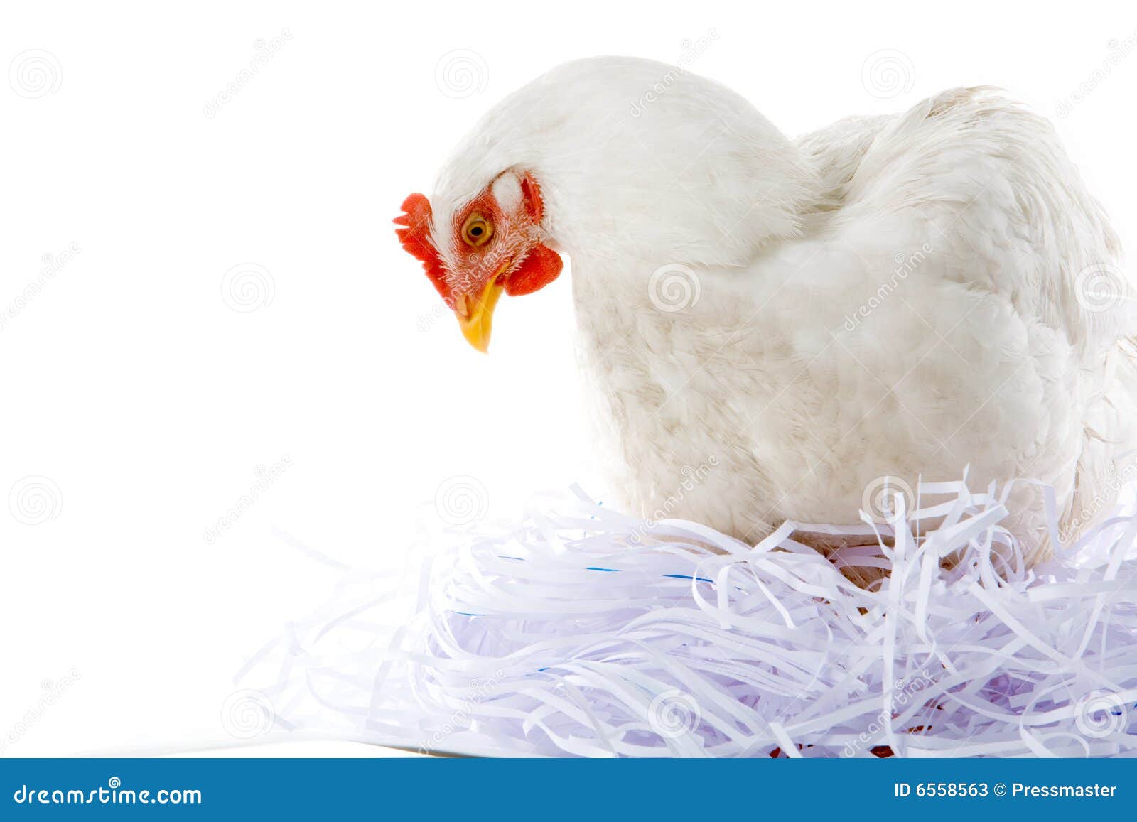 Hen in nest stock image. Image of avian, country, dominant - 6558563