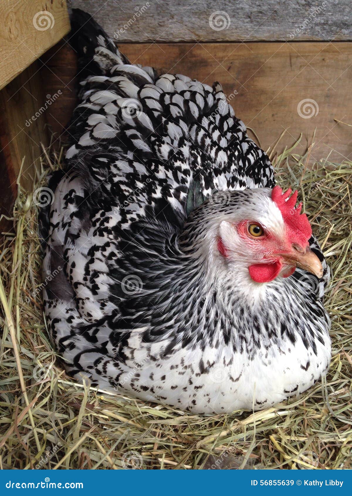 Hen in nest box stock image. Image of nesting, chicken - 56855639