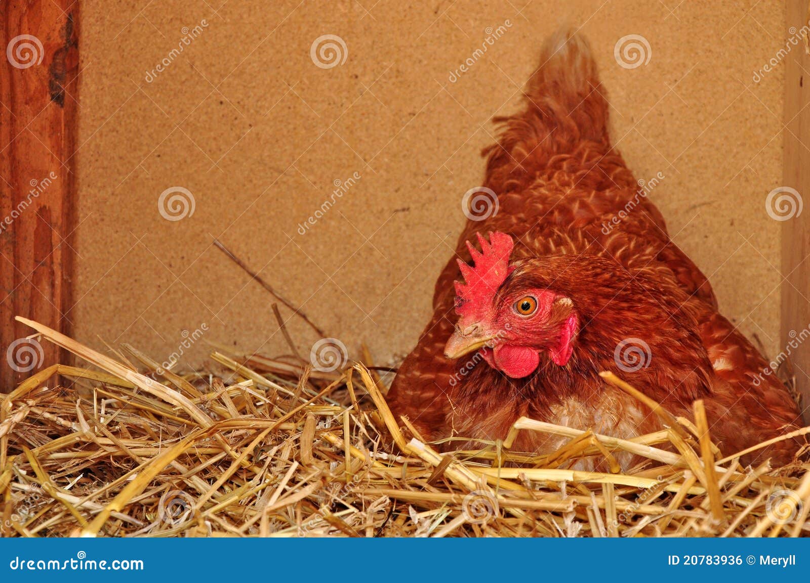 Hen nest farming stock photo. Image of poultry, livestock - 20783936