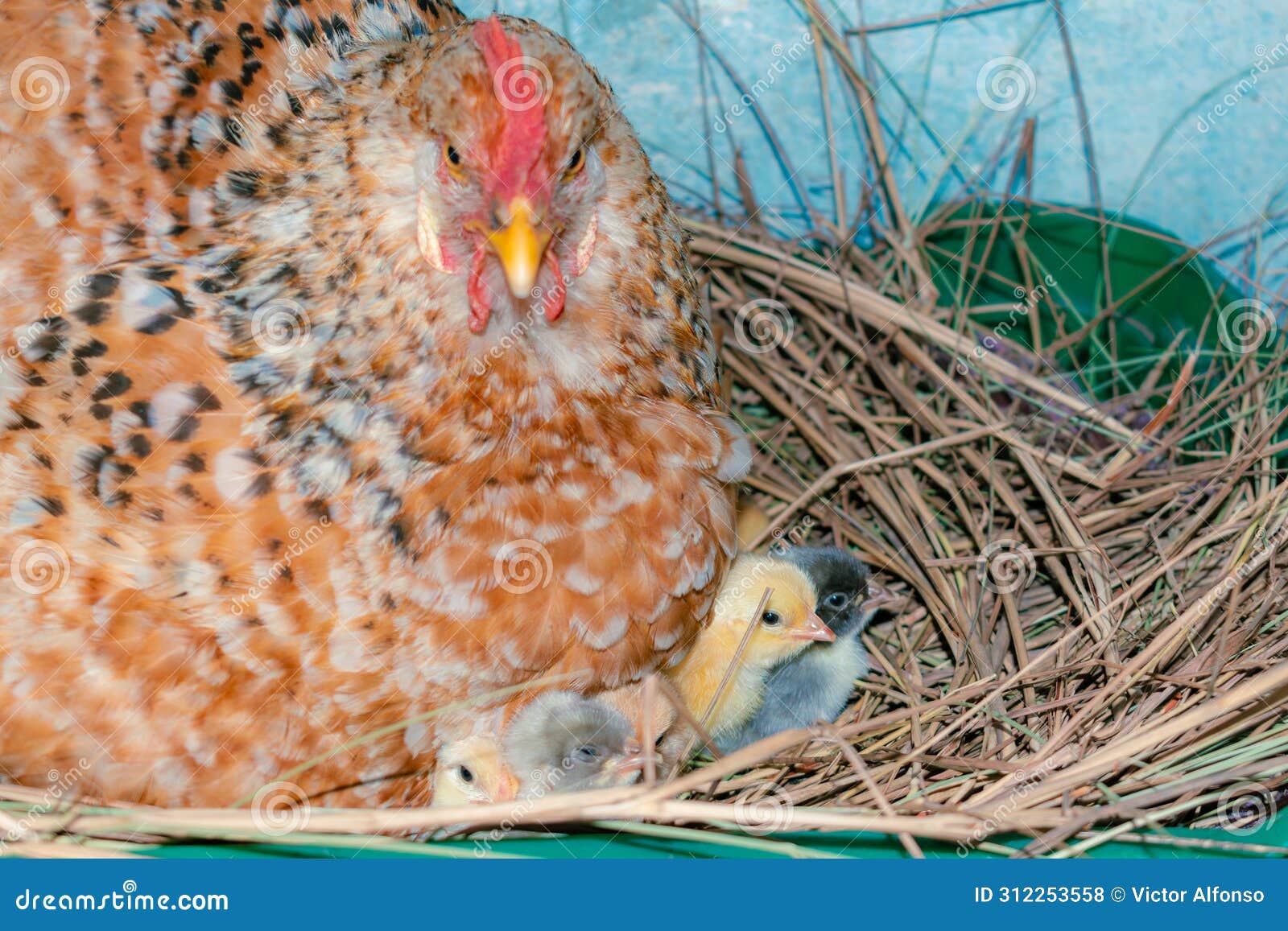 Hen in the Nest with Her Chicks Stock Photo - Image of rural, modern ...
