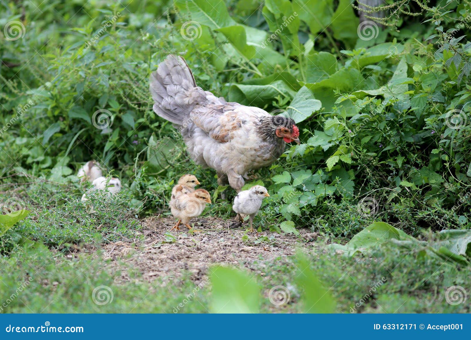 Hen and Newly Hatched Chickens Stock Image - Image of group, family ...