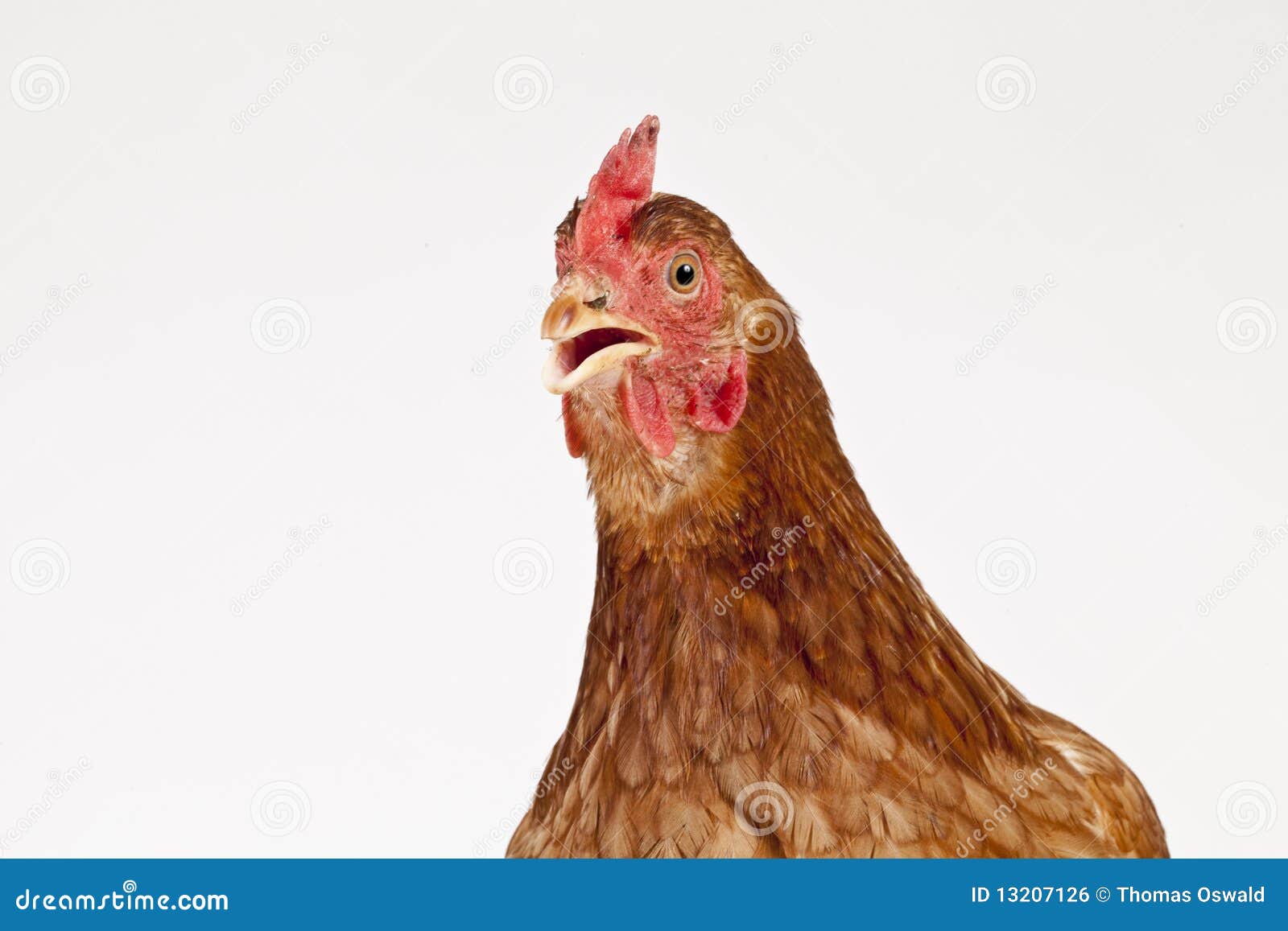 Hen with open beak stock photo. Image of bird, shot, young - 13207126