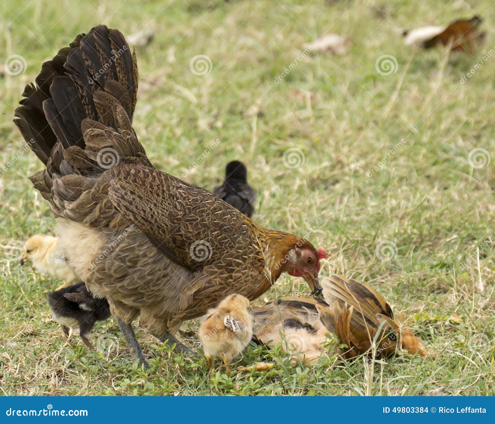 Hen Pecked foto de stock. Imagem de pica, coma, galinha - 49803384