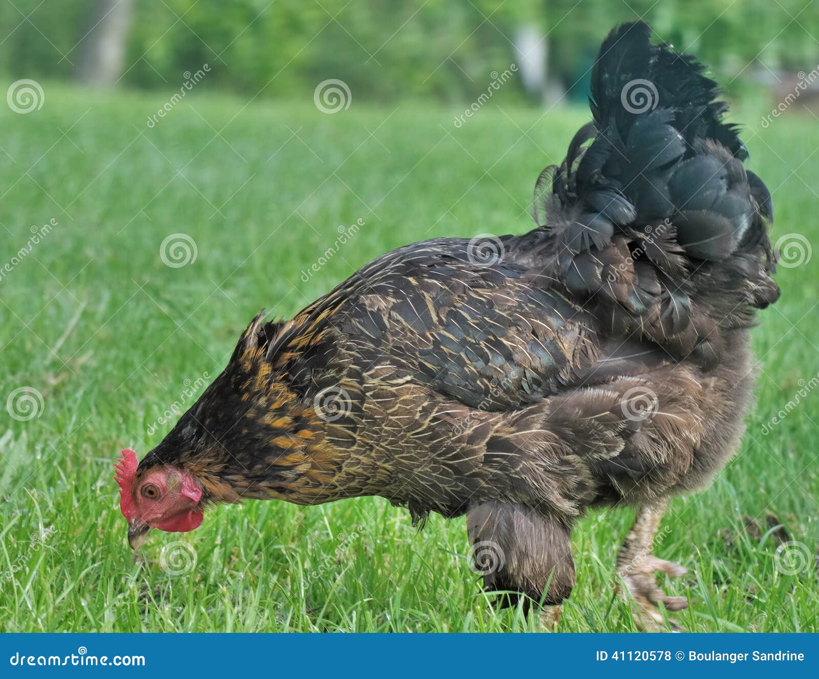 Hen pecking stock photo. Image of agriculture, garden - 41120578
