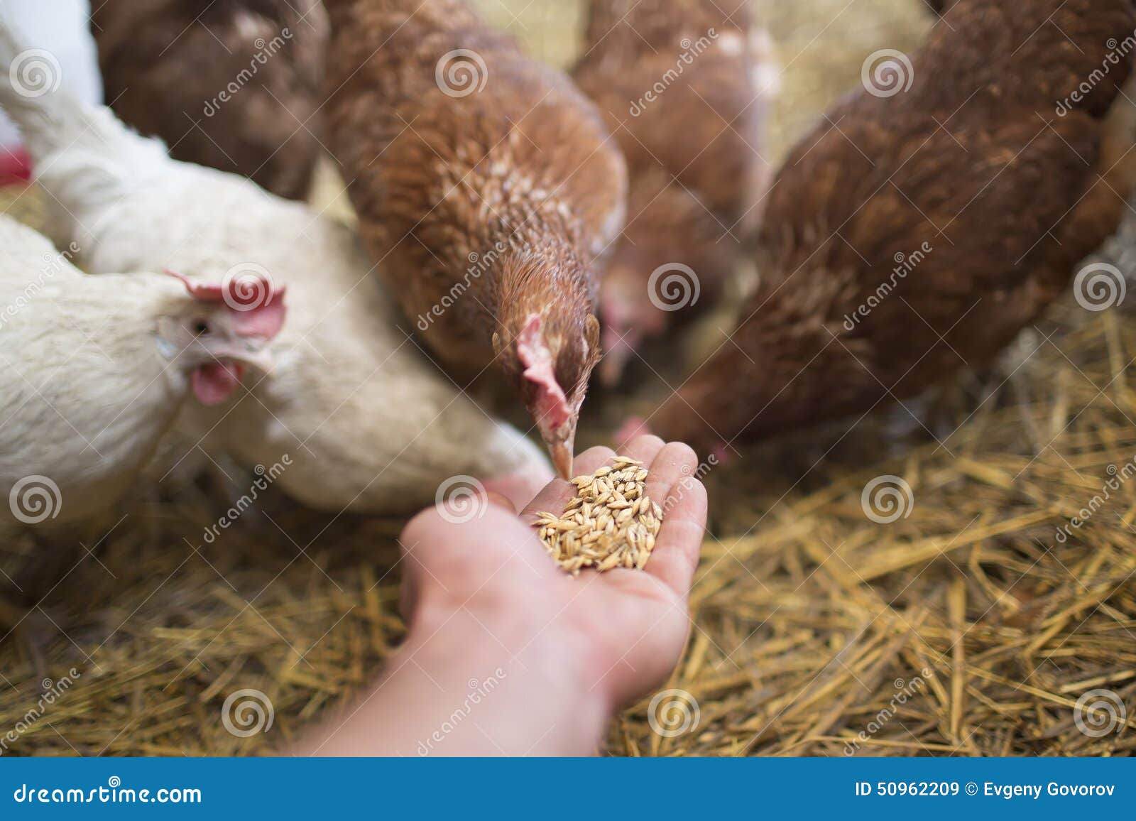 Hen Pecks stock image. Image of flock, cockerel, fowl - 50962209