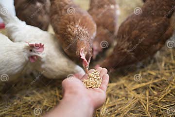 Hen Pecks stock image. Image of flock, cockerel, fowl - 50962209
