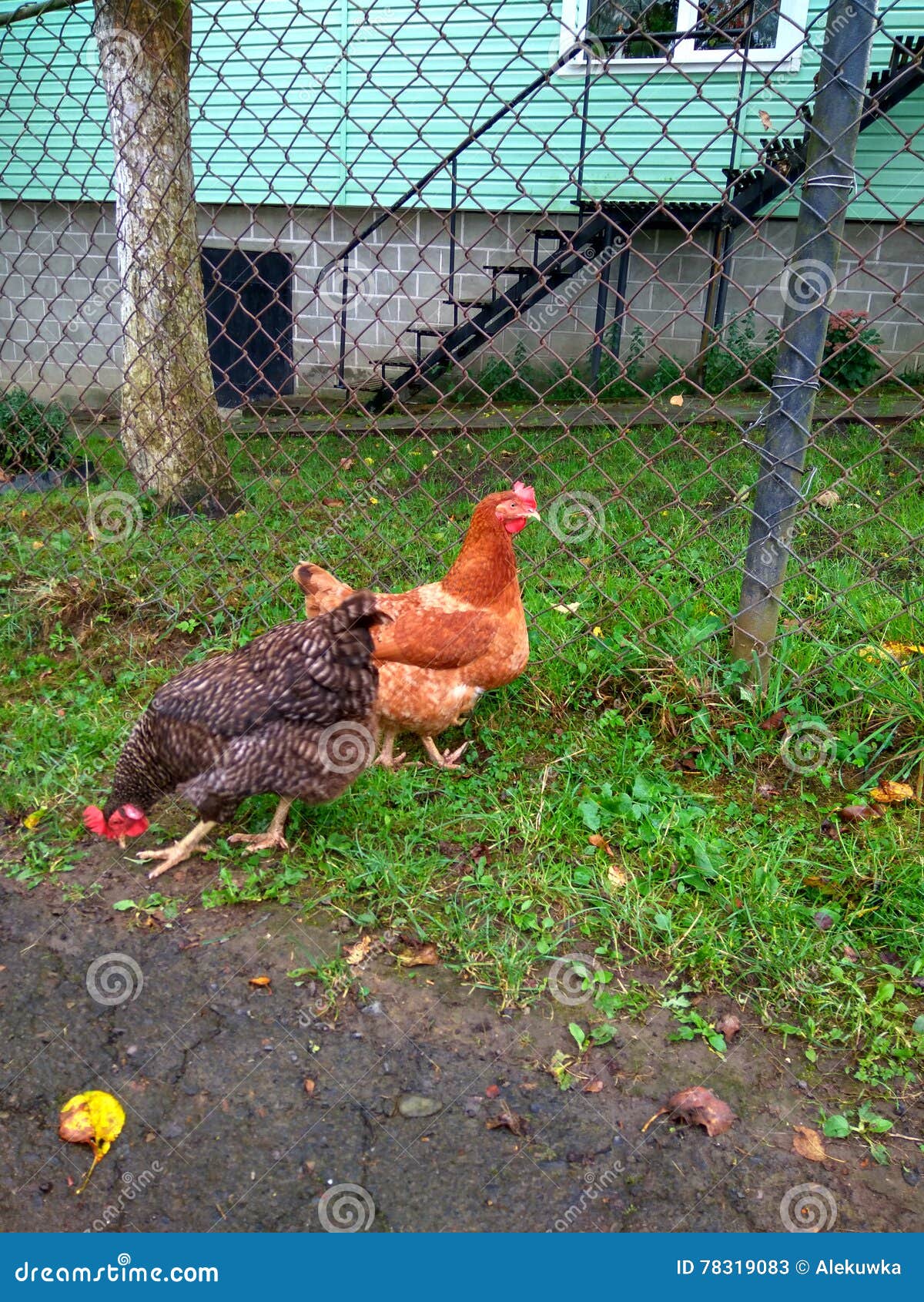 Hen pecks green grass stock image. Image of agriculture - 78319083