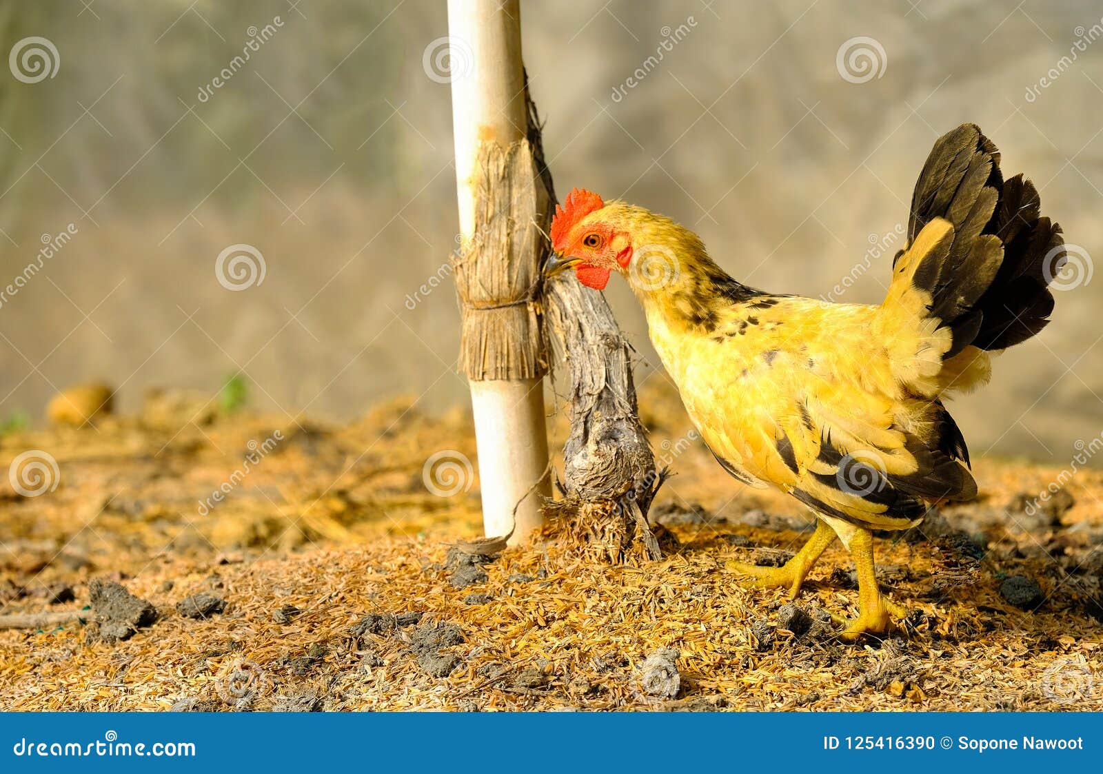 Hen in a pen stock photo. Image of light, bird, straw - 125416390