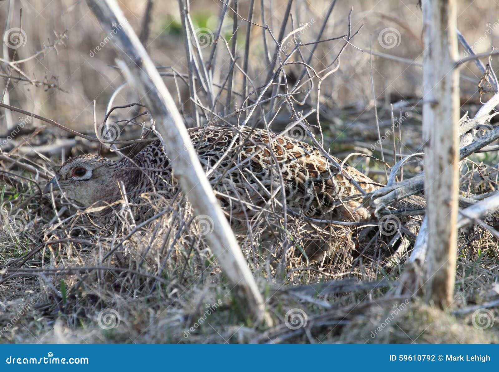 Hen pheasant hiding stock photo. Image of colchicus, female - 59610792