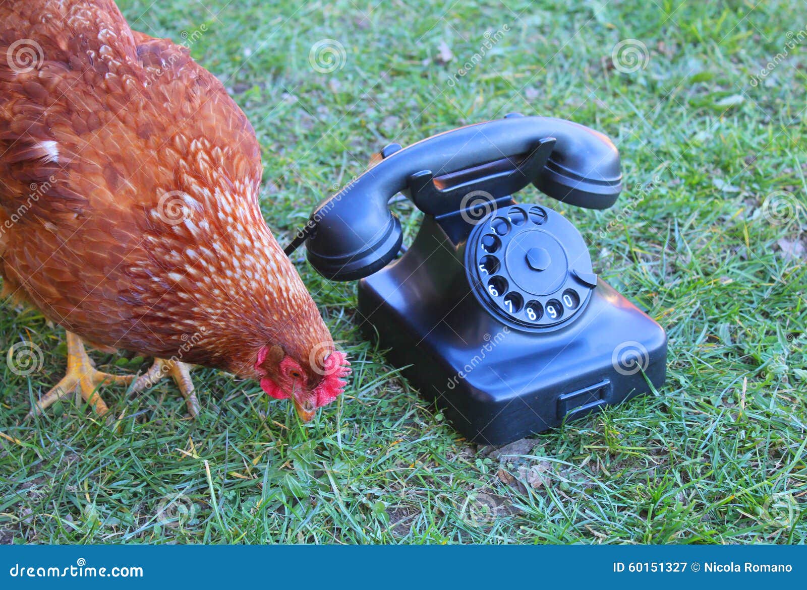 The hen and the phone stock image. Image of domesticated - 60151327