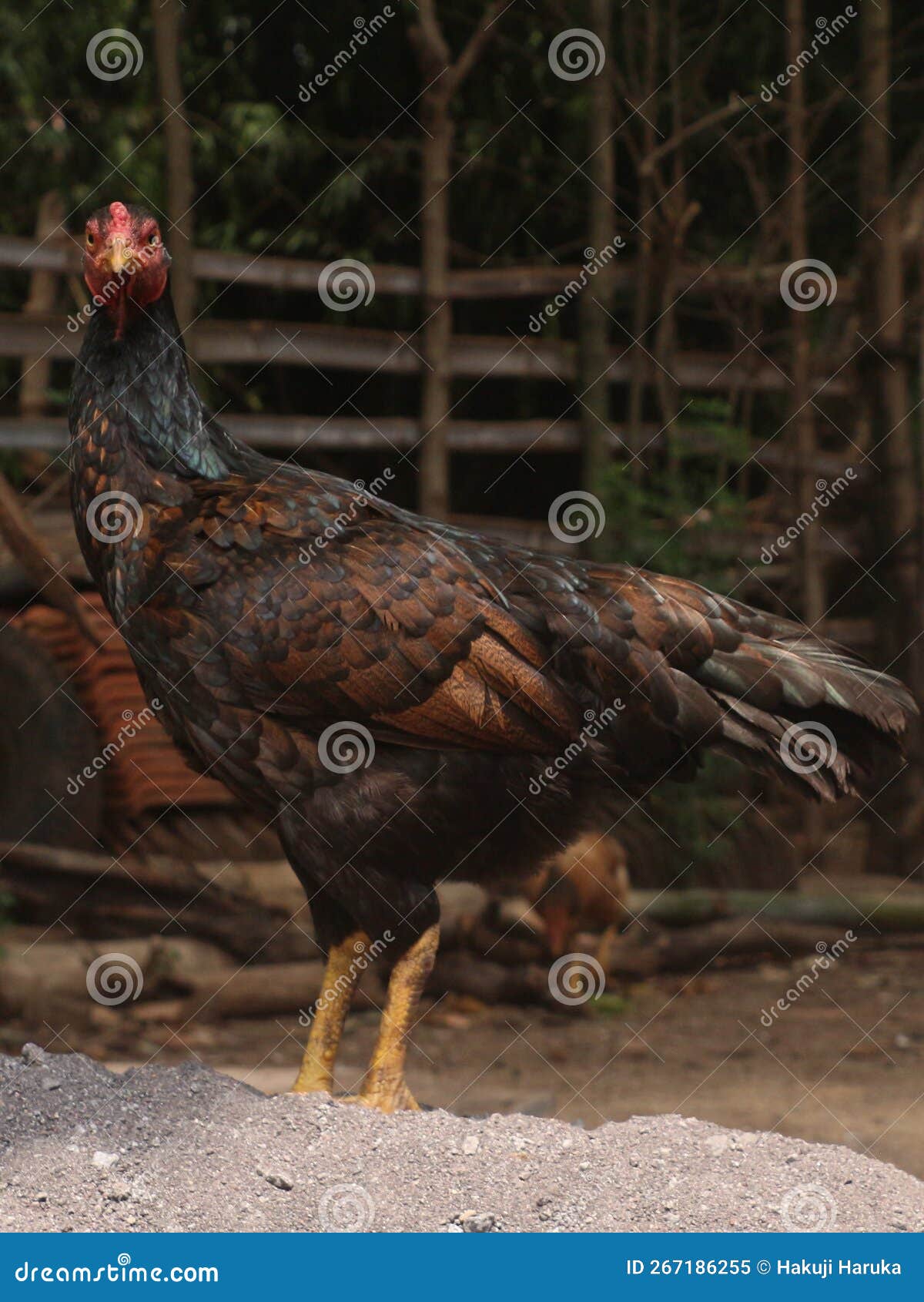 The Black Hen stock image. Image of background, village - 267186255