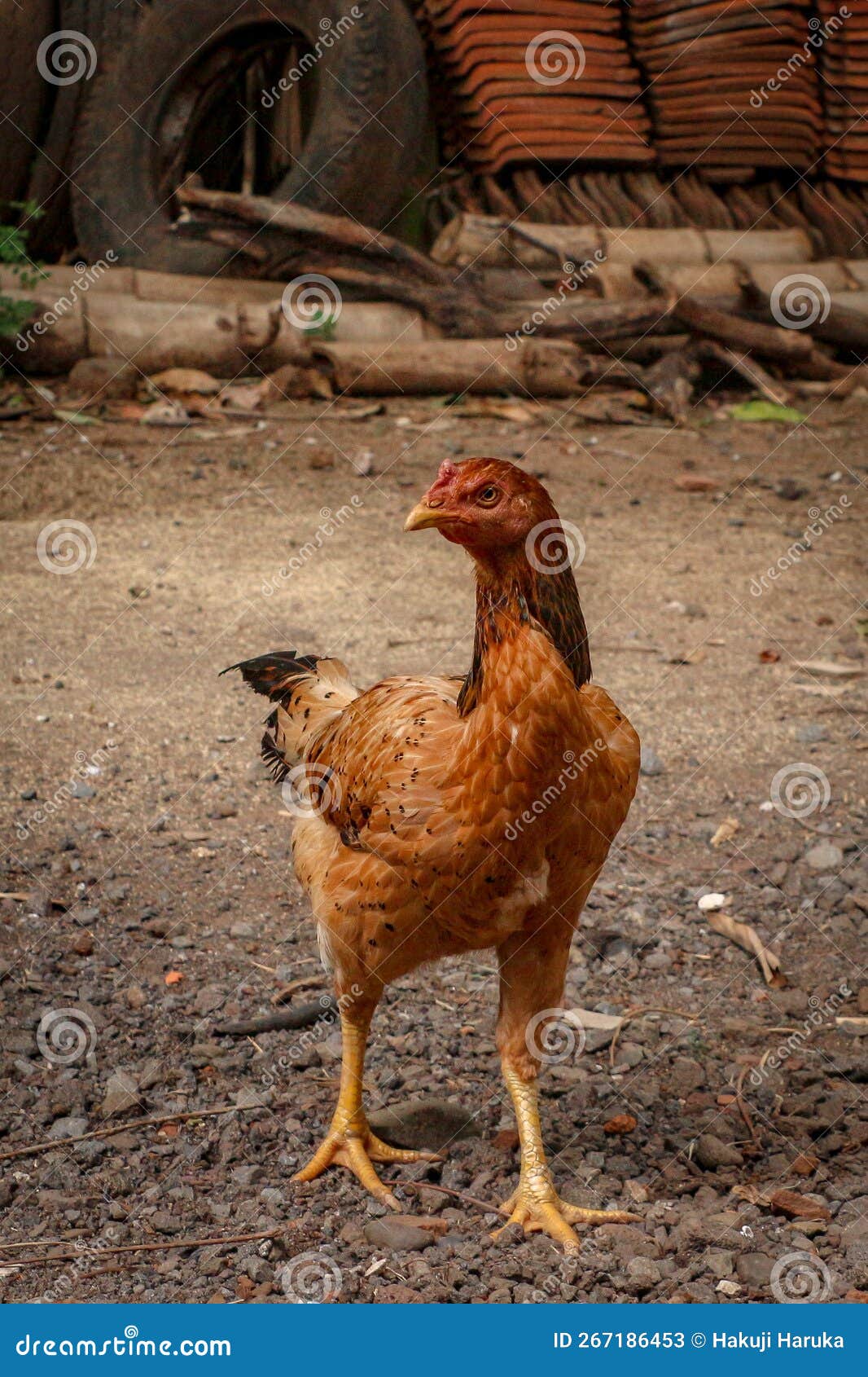 The Yellow Hen stock image. Image of close, sunny, rural - 267186453