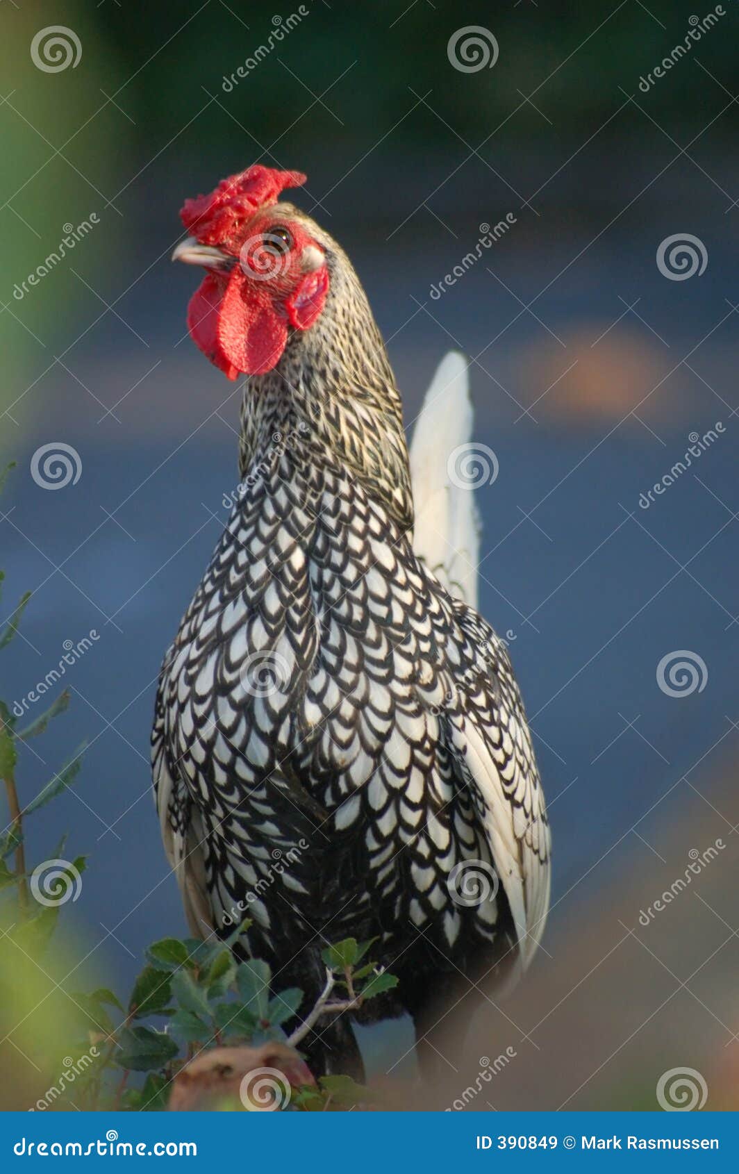 Hen Portrait stock image. Image of portrait, chicken, range - 390849