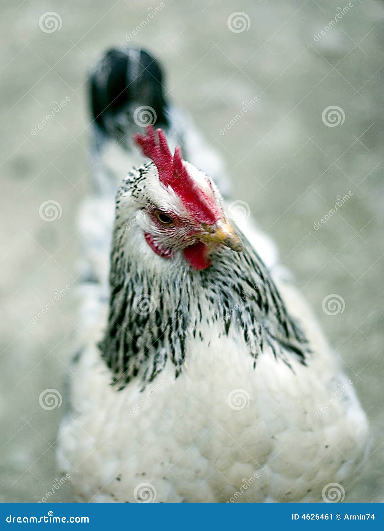 Hen portrait stock image. Image of meat, chicken, farming - 4626461