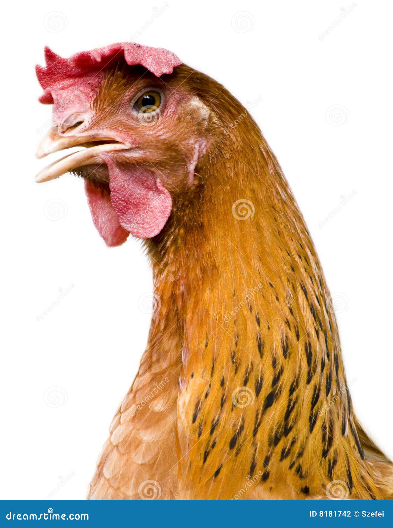 Hen portrait stock photo. Image of brown, bright, barn - 8181742